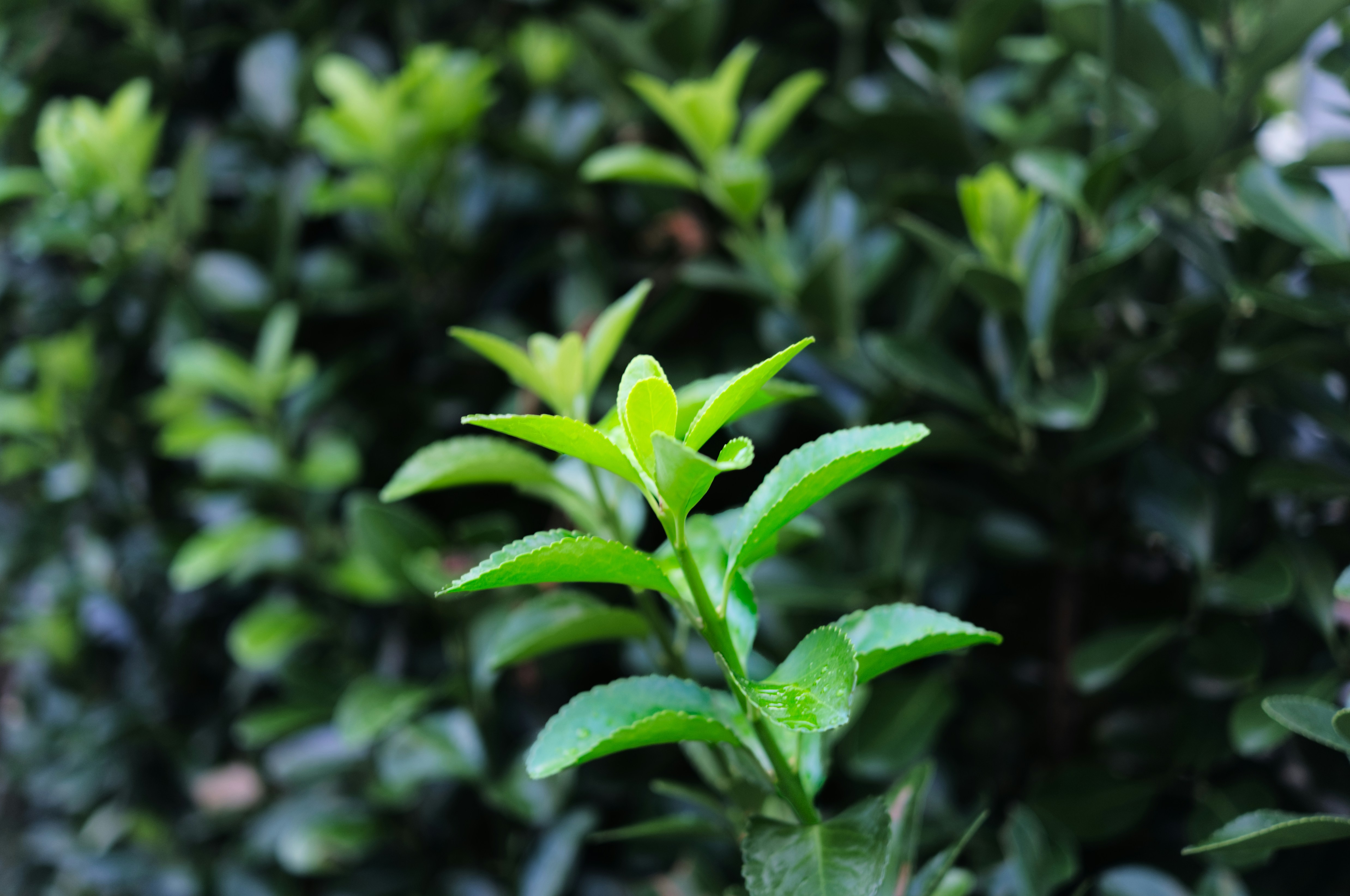 Lush green leaves of a healthy plant.