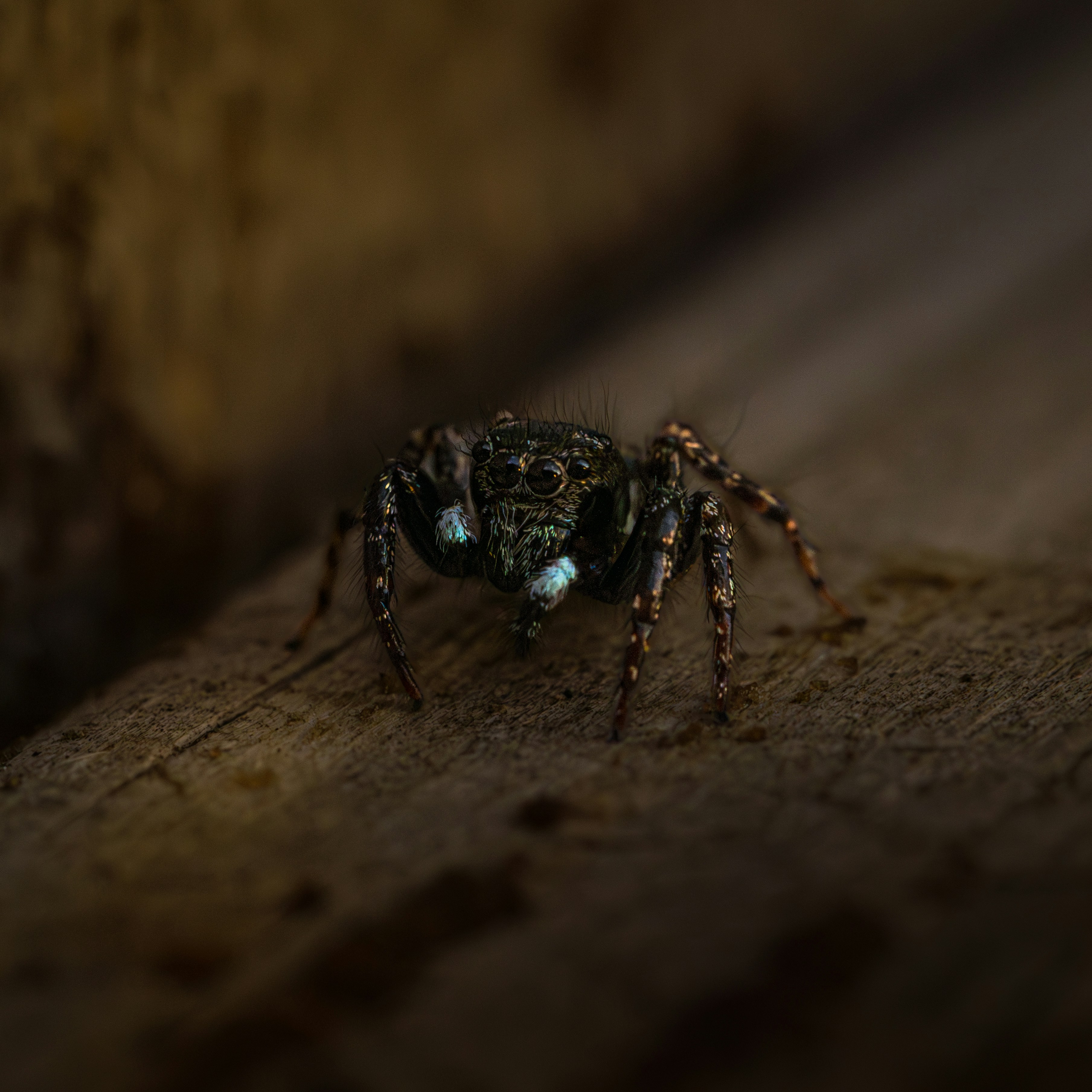 Close-up macro photo of a black spider on wood surface with warm dark moody background | A close-up view of a small spider.