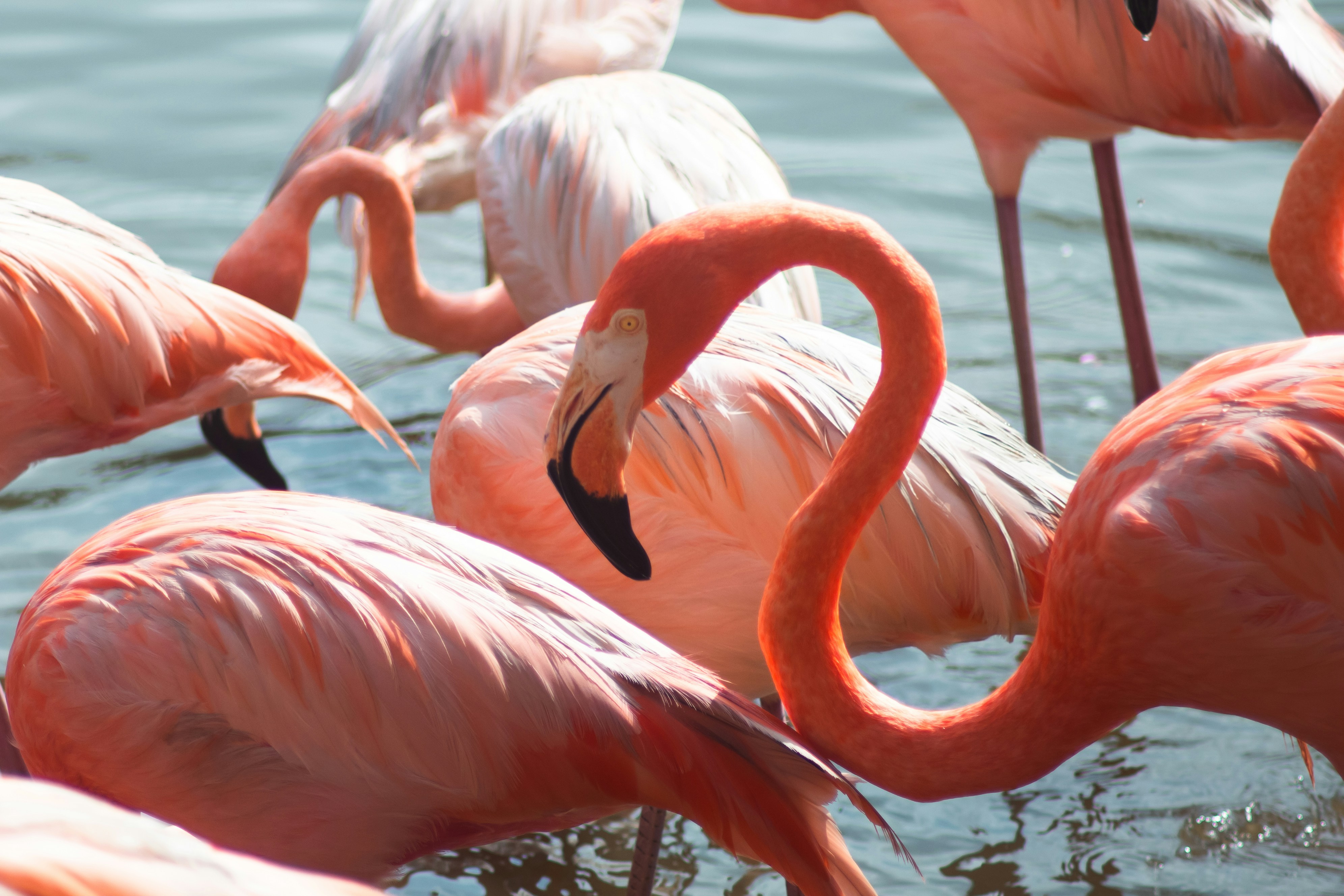A vibrant group of flamingos congregating by the water, showcasing their elegant postures and striking plumage.