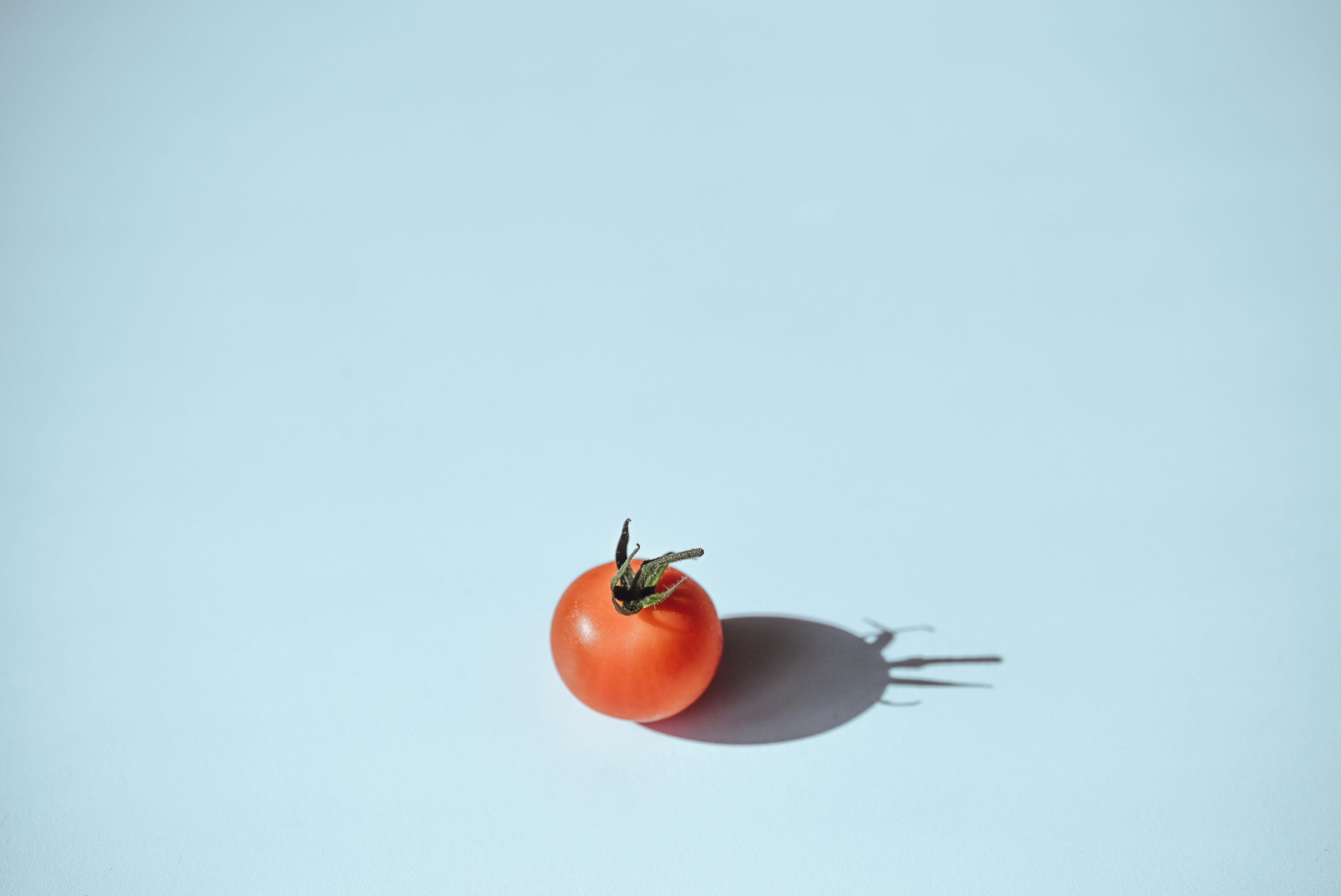 Solitary Tomato: A Study in Simplicity