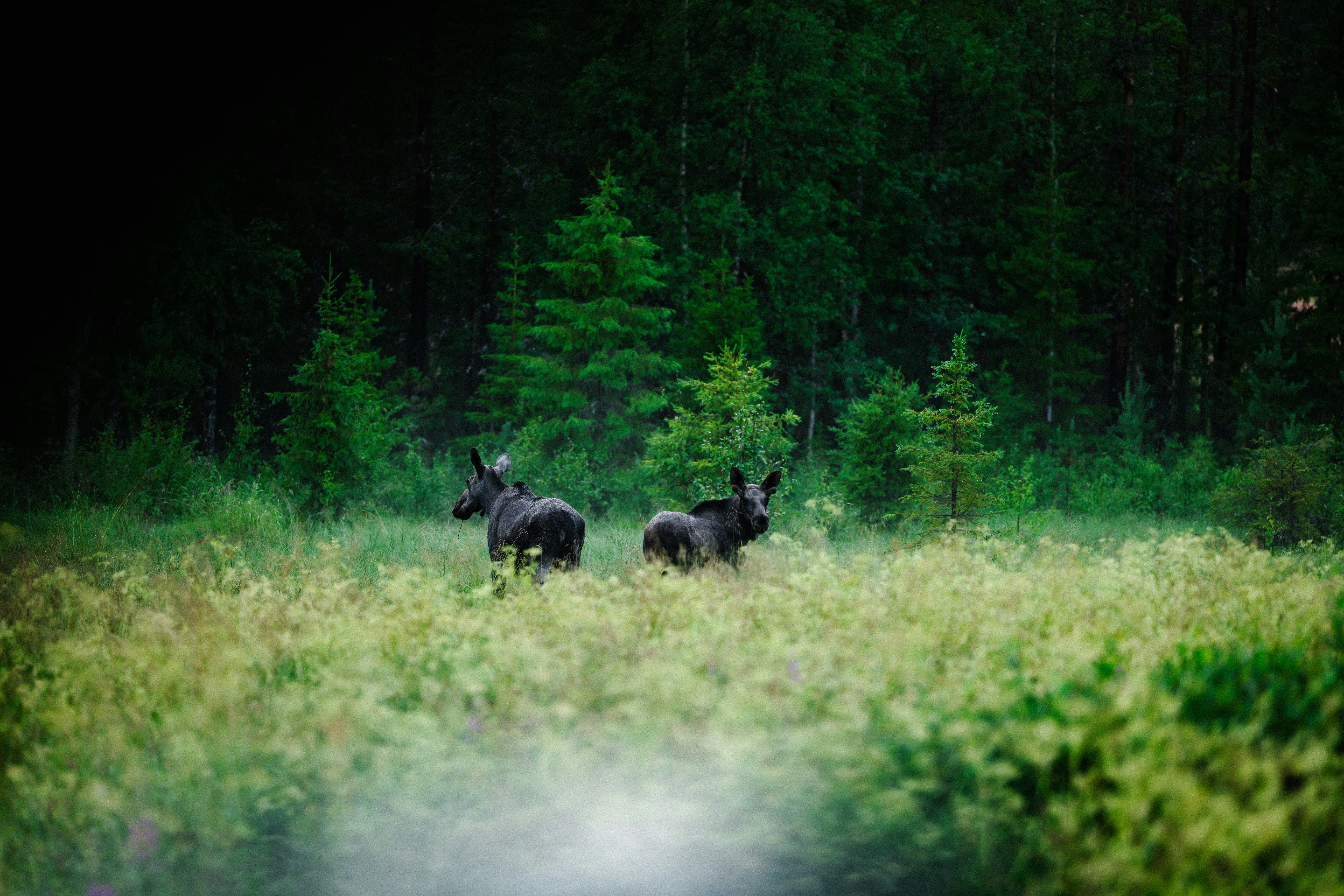 Two moose graze in a lush, green meadow.