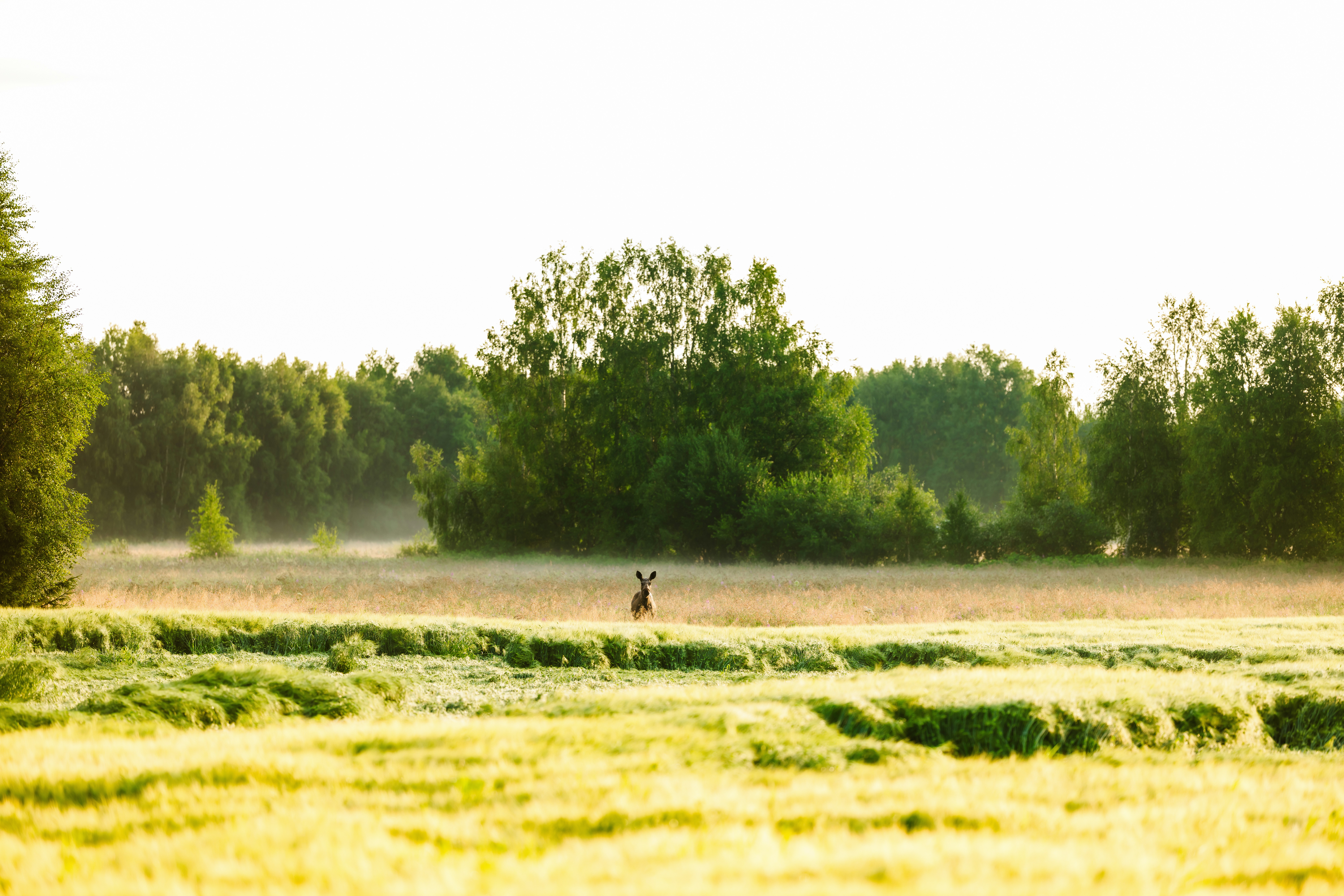 Serene Morning Encounter in the Meadow