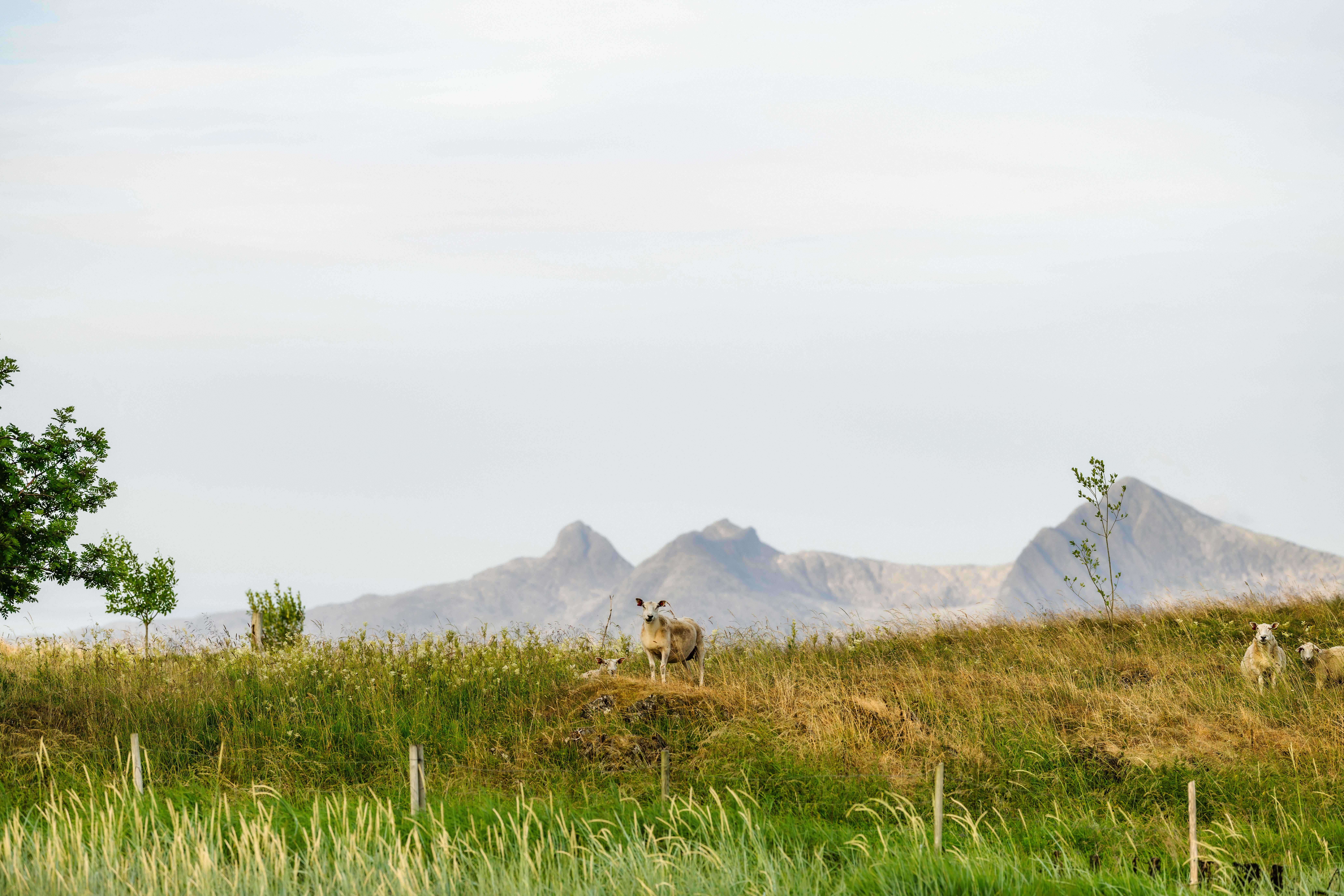 Quiet Grazing Amongst Majestic Peaks