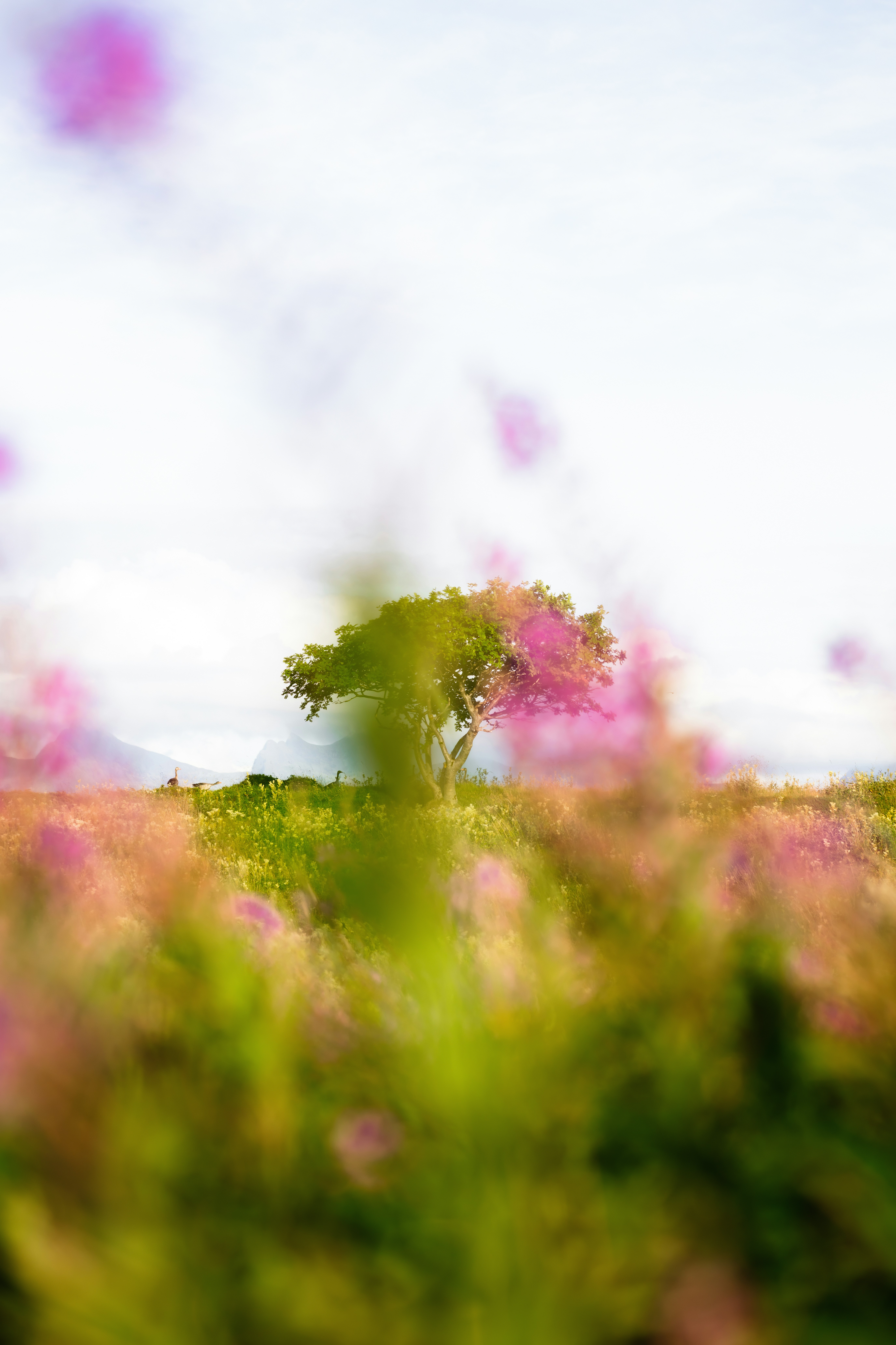 A solitary tree stands amidst a field of flowers.