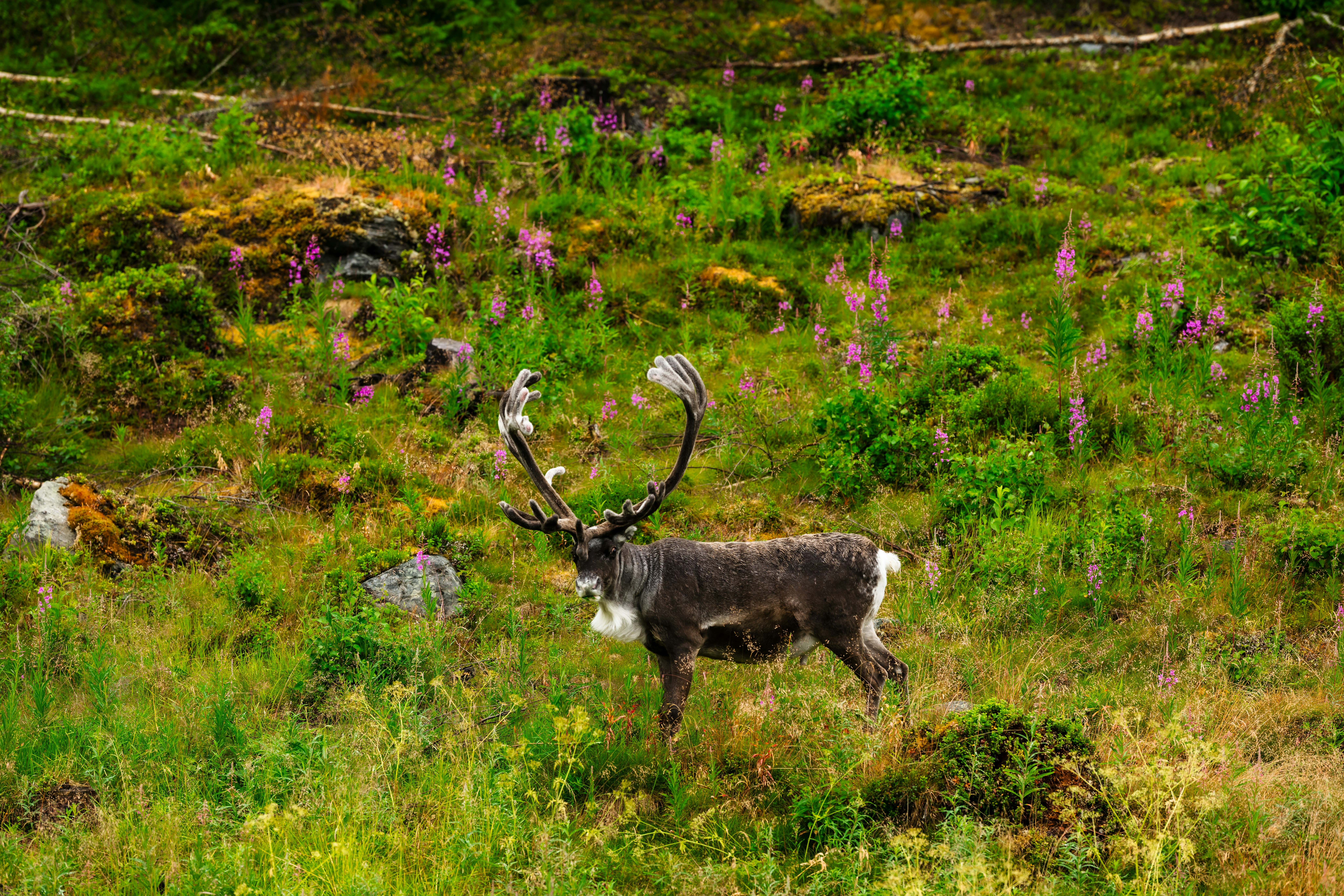 Reindeer with impressive antlers stands in a lush meadow adorned with vibrant wildflowers.