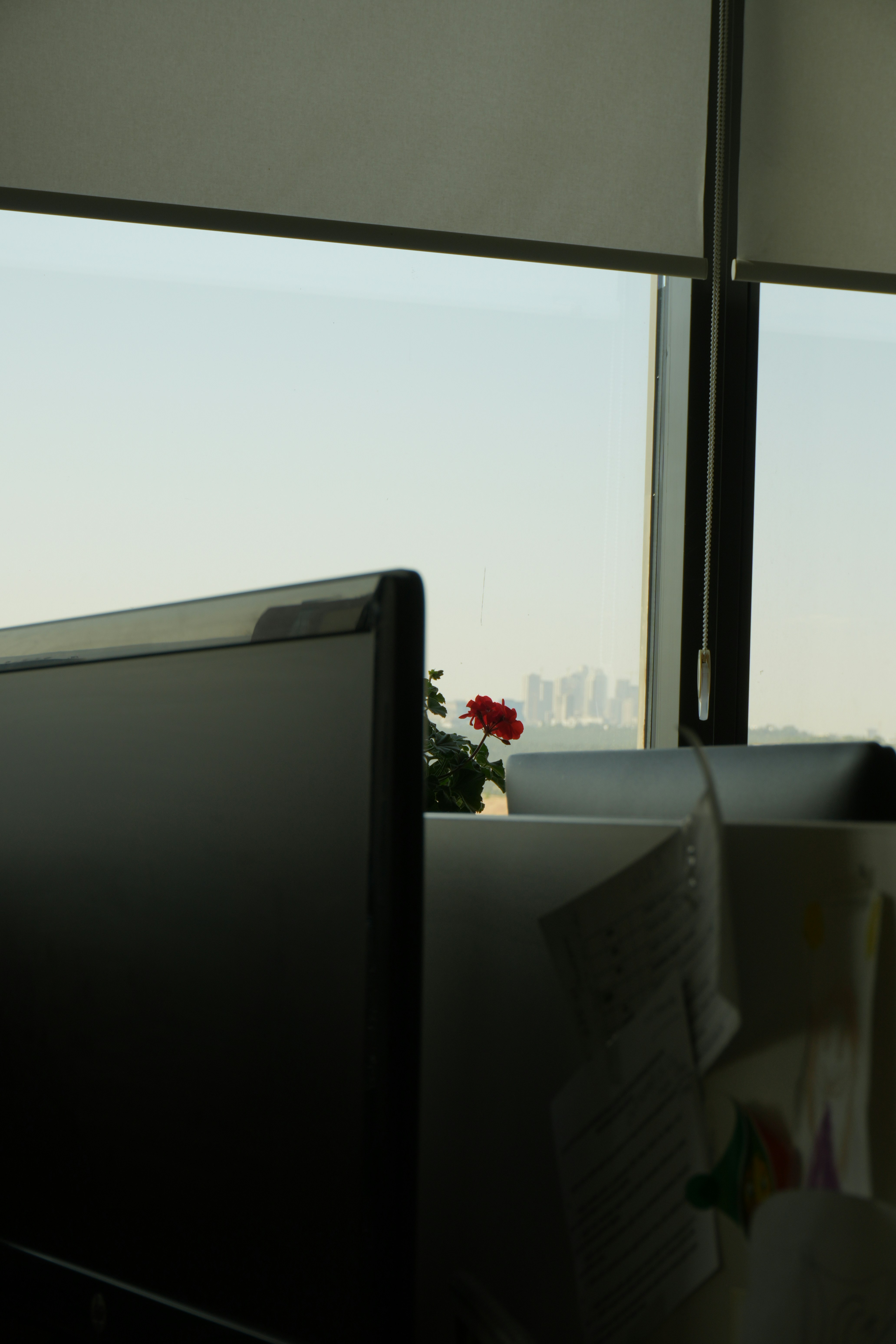 Urban Serenity: A Glimpse Beyond the Workspace