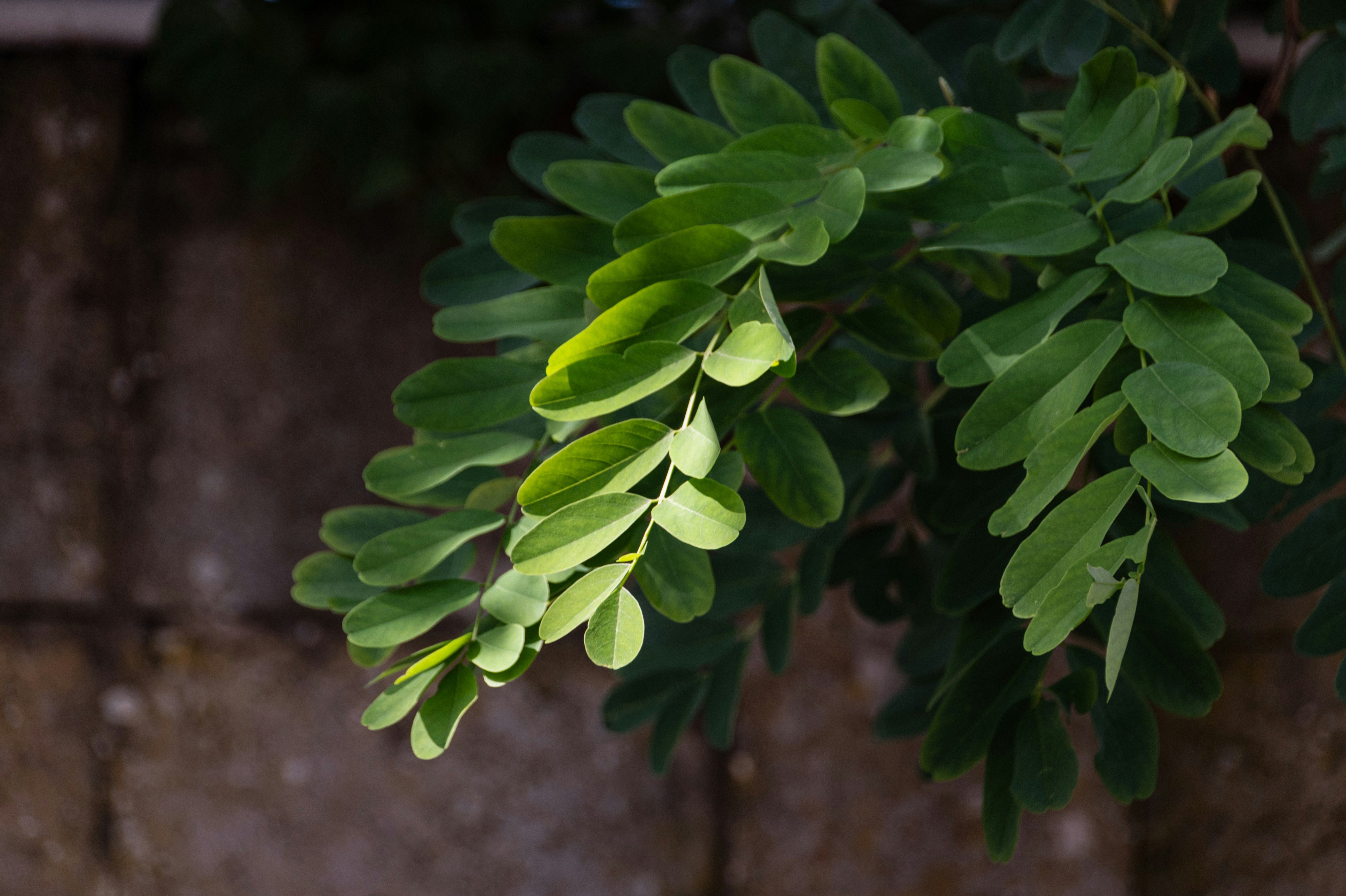 Whispers of Green: Nature's Subtle Palette