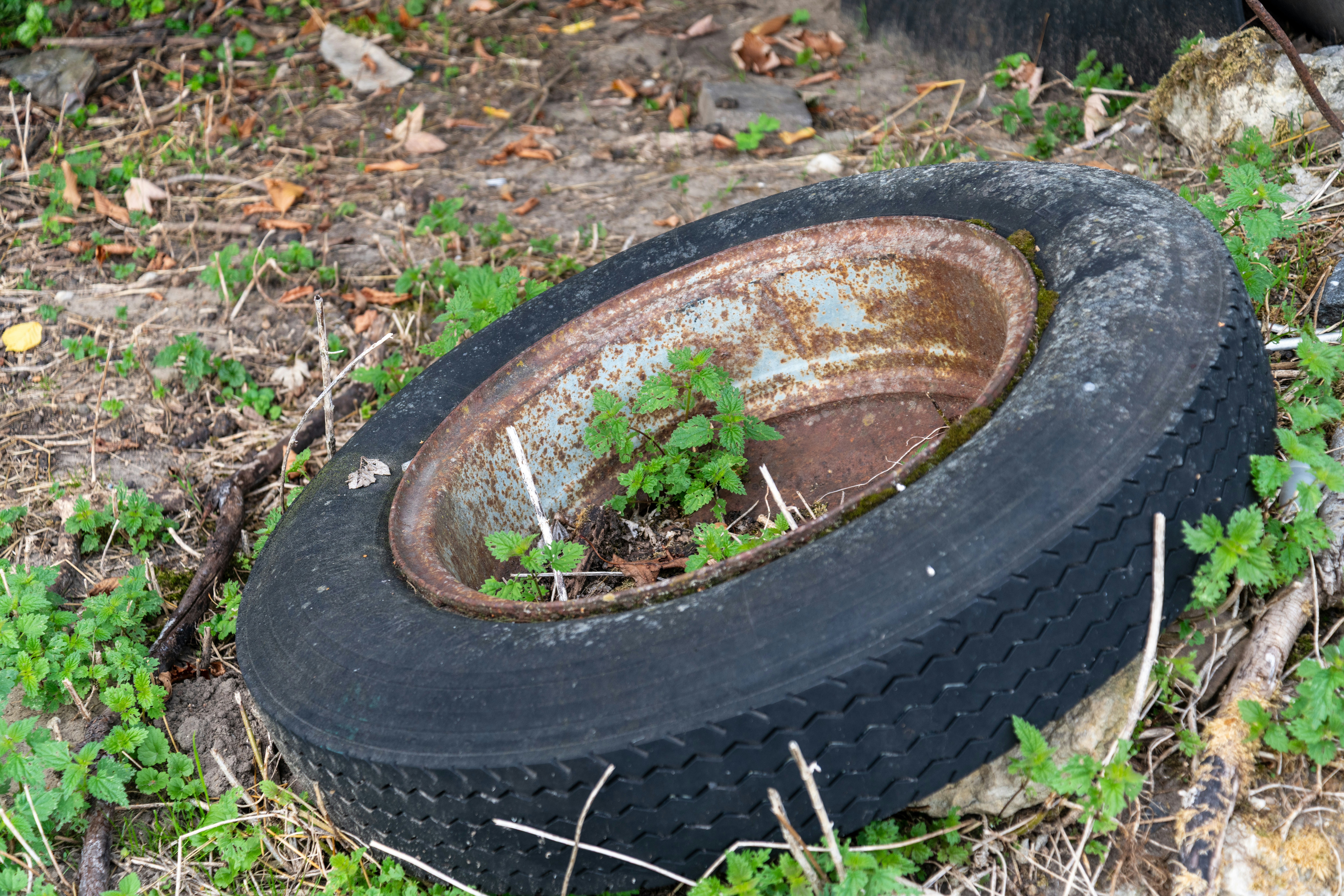 An old tire with plants growing inside.