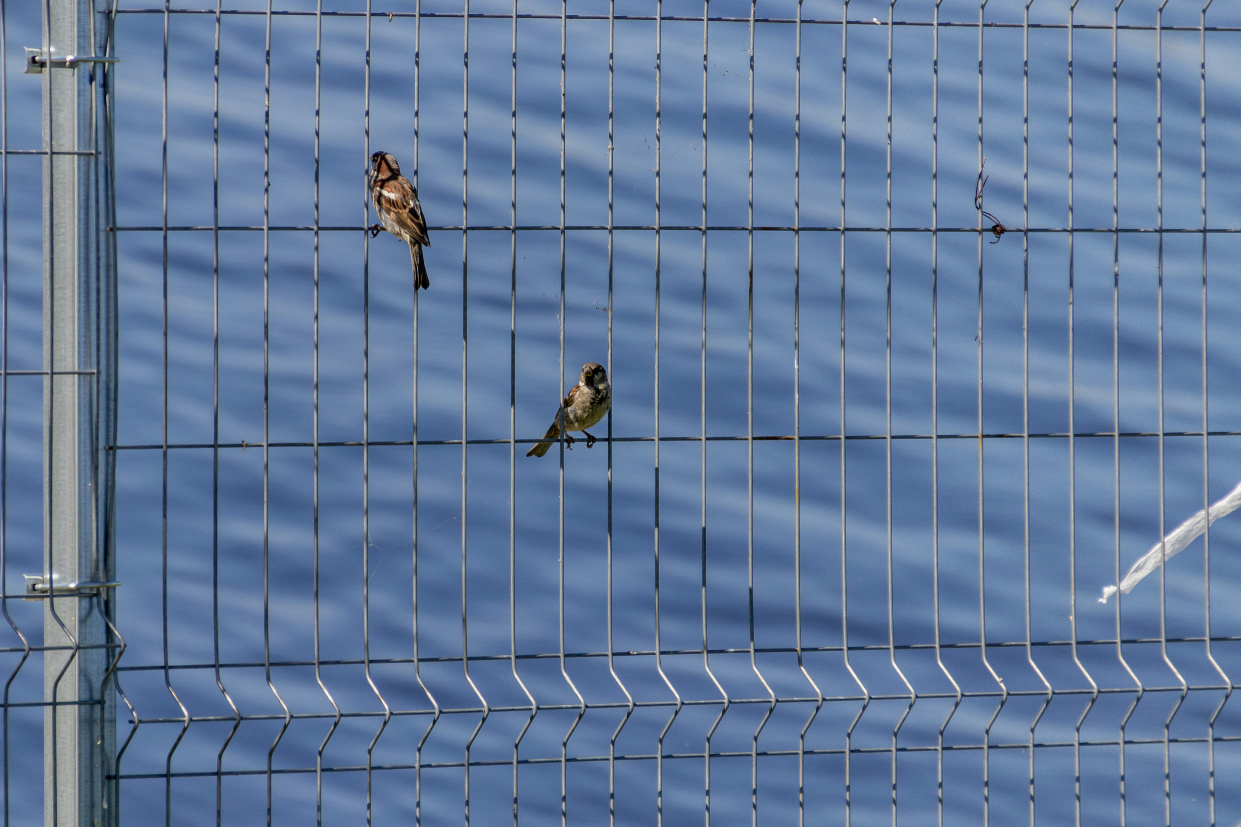 Feathered Friends on a Wire