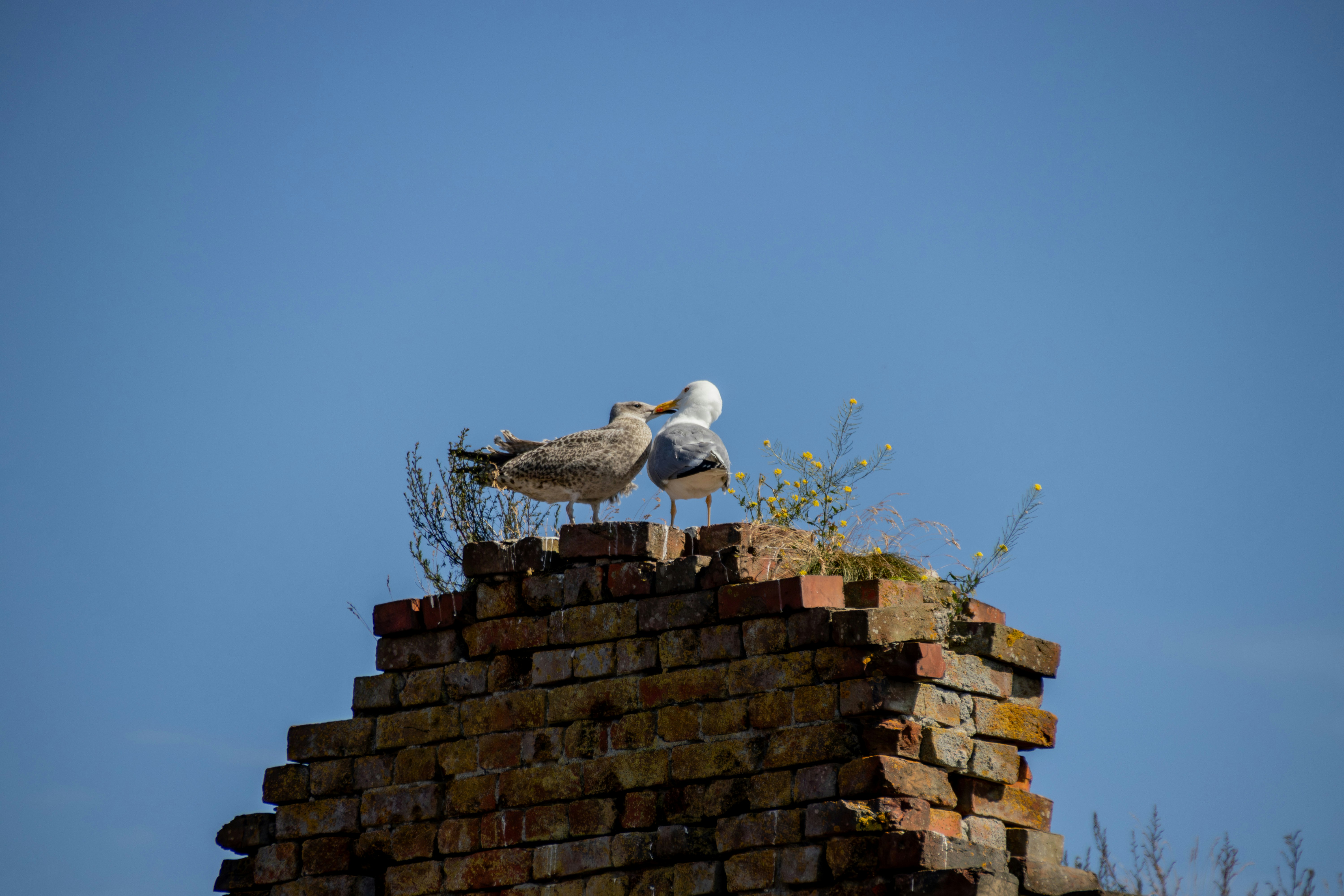 A Rooftop Reunion: Seagulls in Harmony