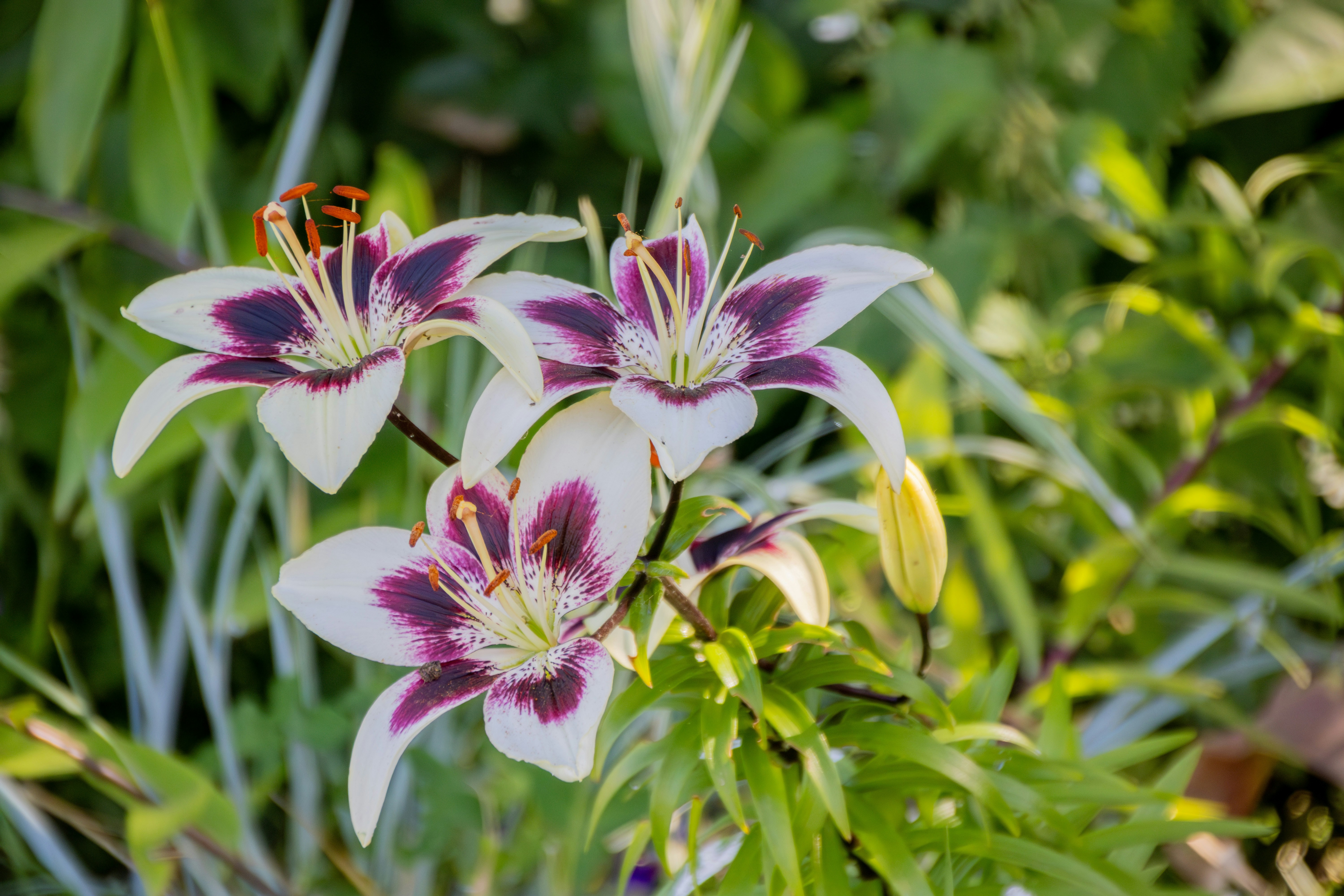 Whispers of Spring: The Elegant Lily Trio