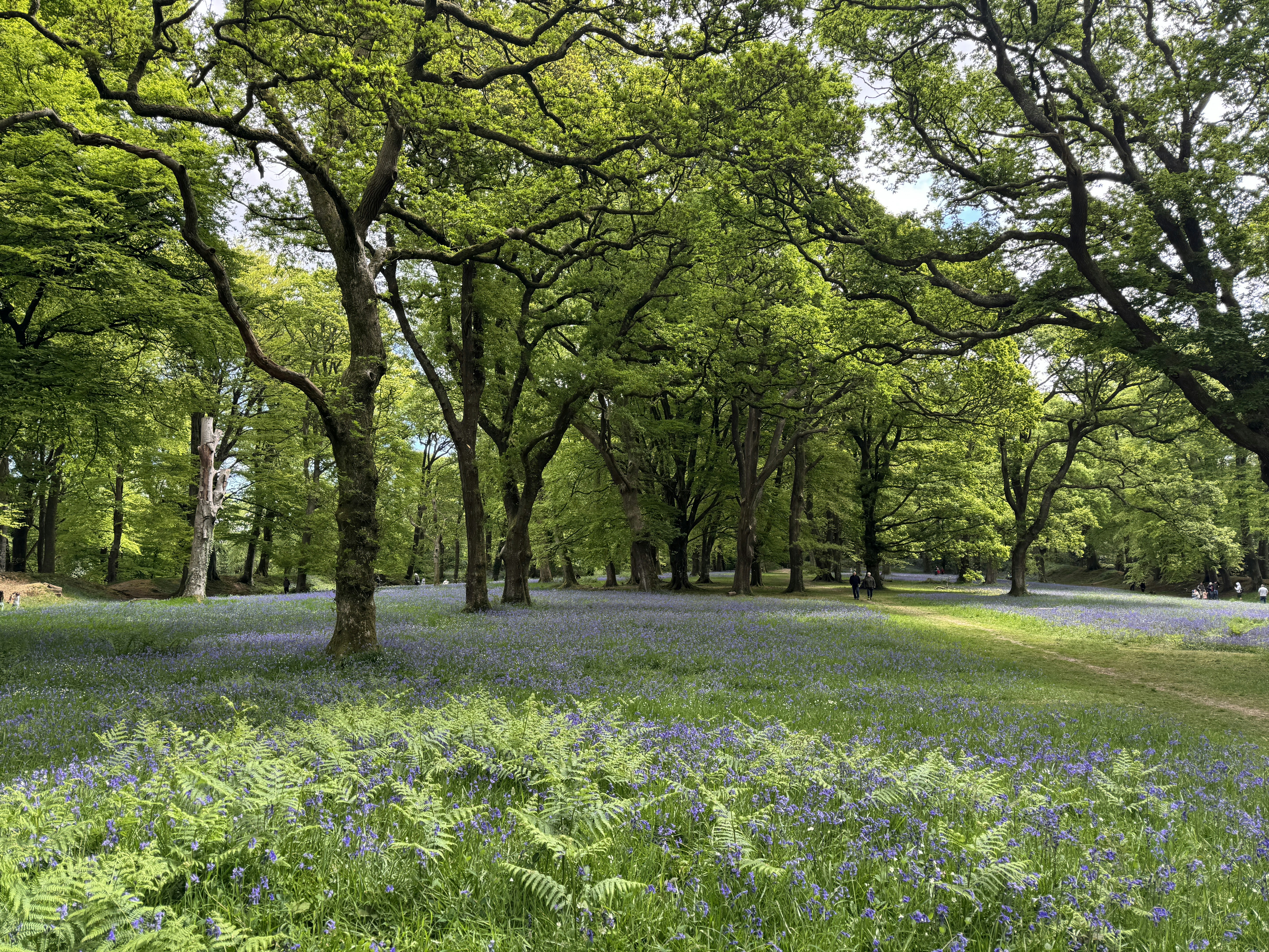 A lush green meadow with blue flowers.