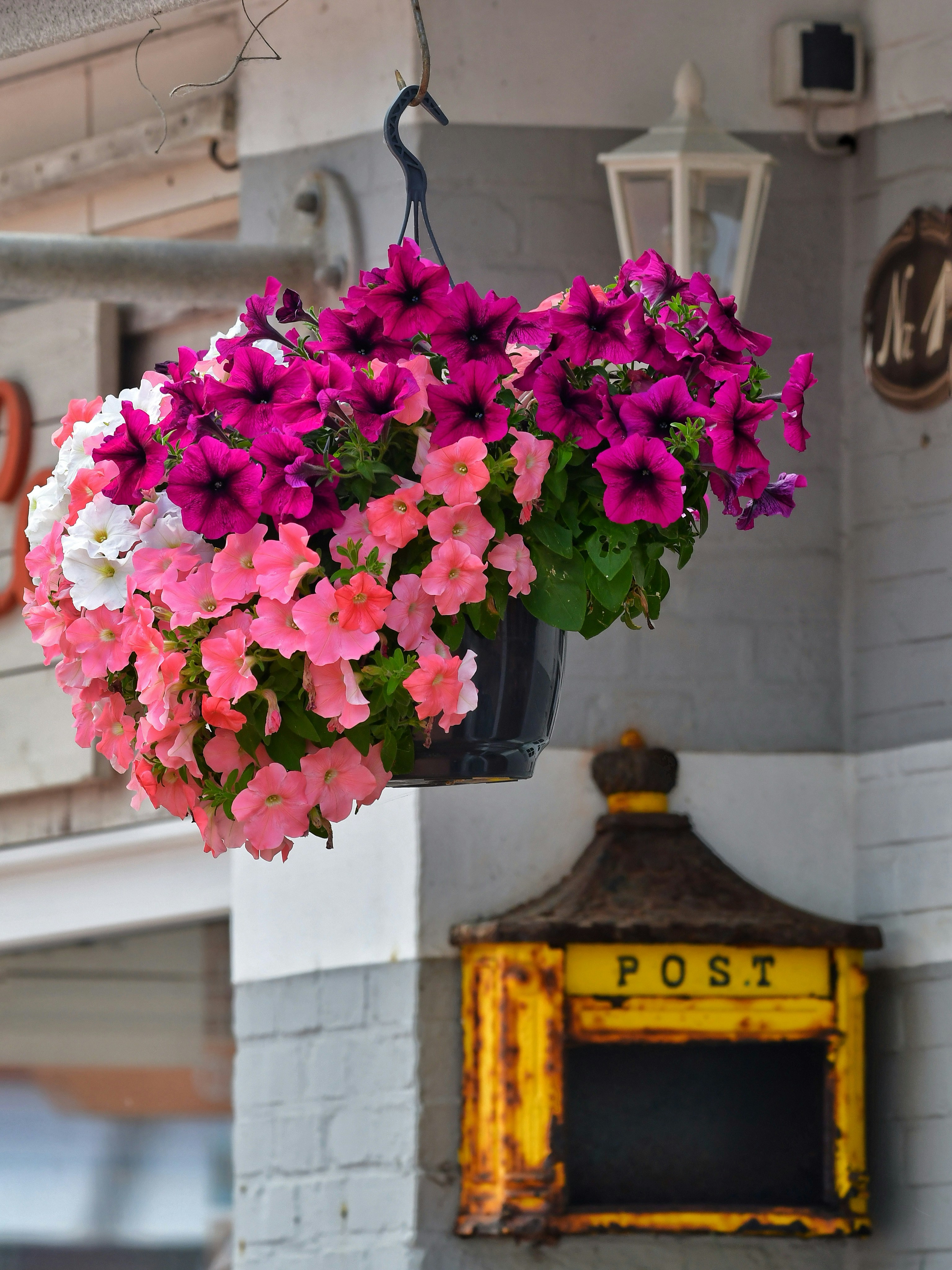 Vibrant Blooms Against a Rustic Backdrop