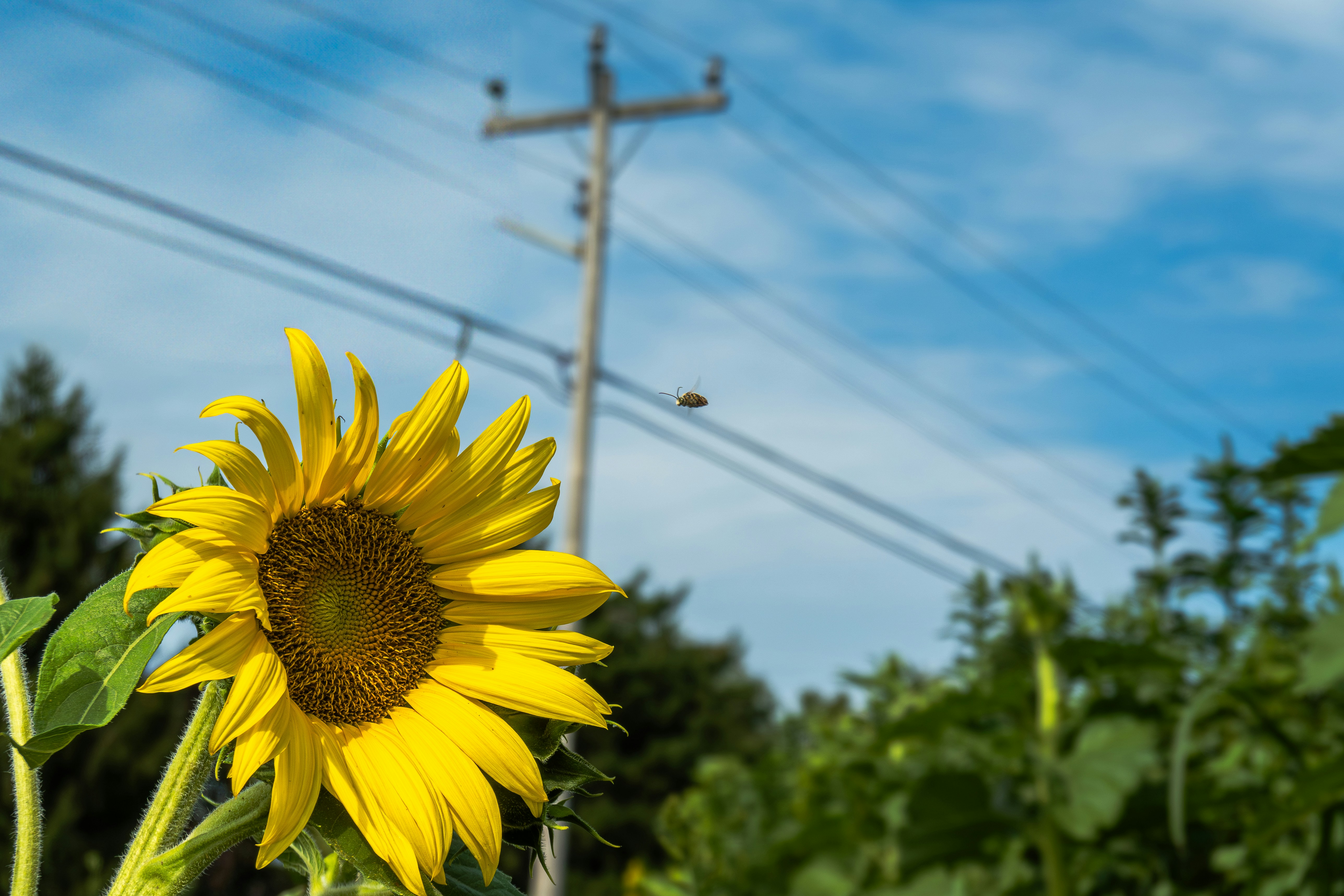 a bee flies towards a sunflower | A sunflower blooms in front of a telephone pole.