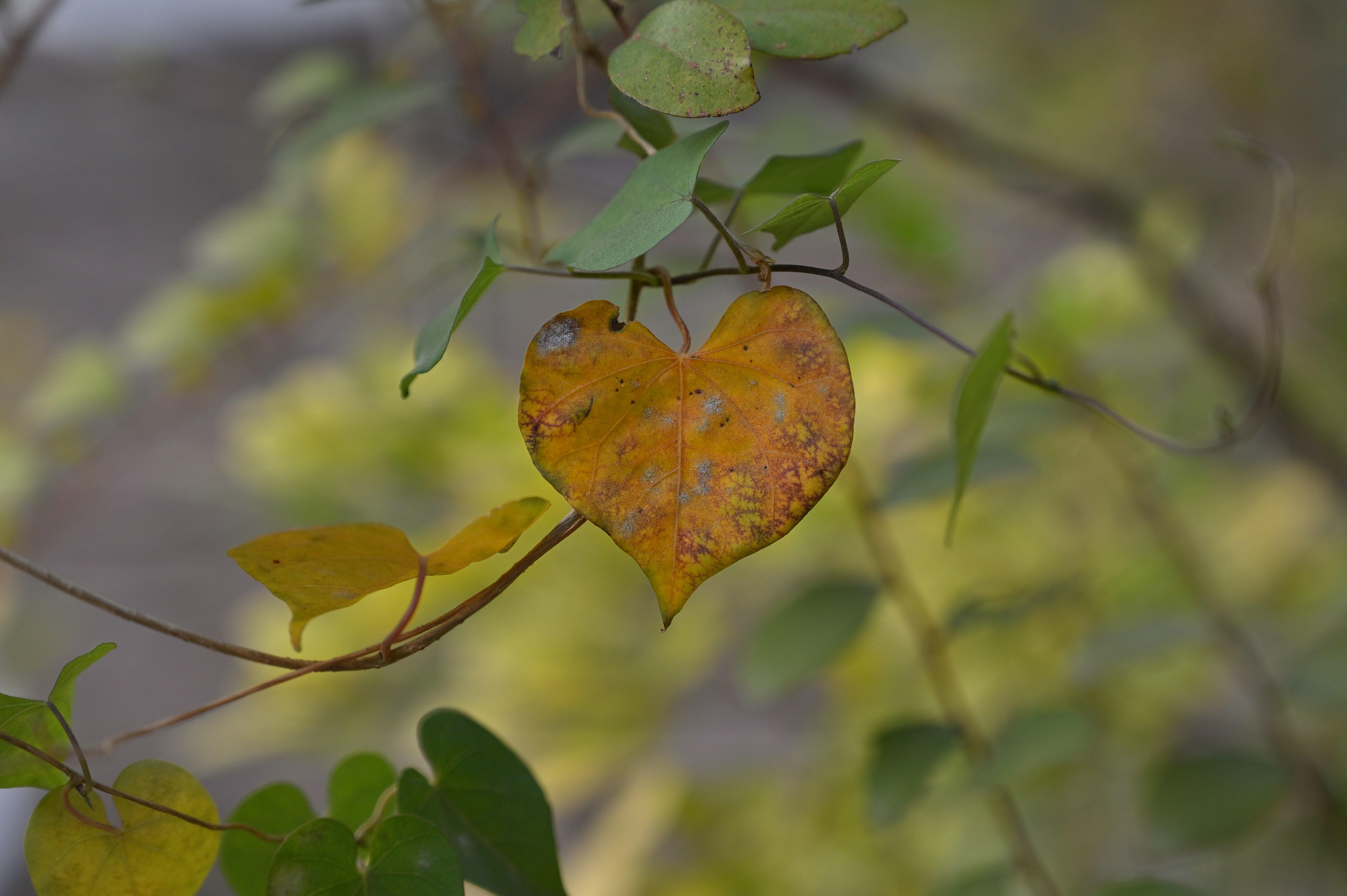 Nature's Heart: A Leaf's Unique Shape