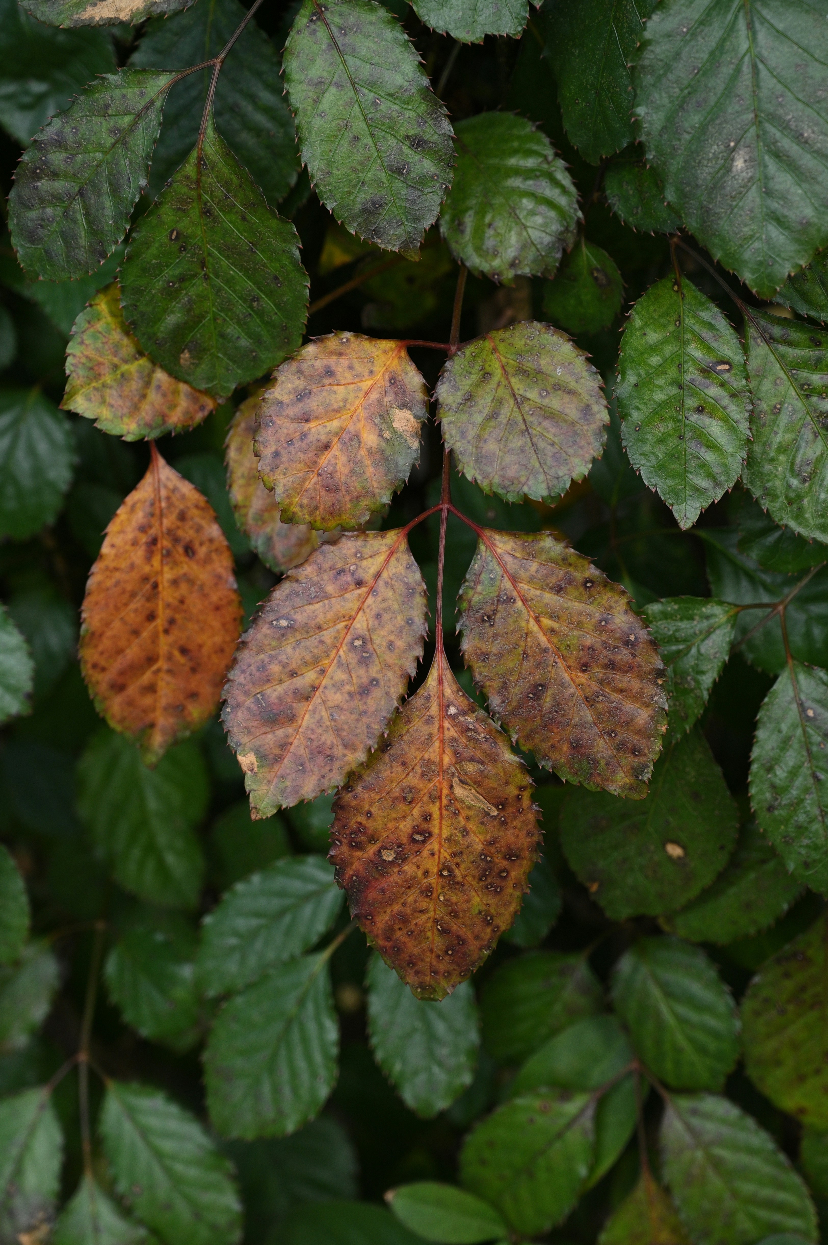Changing leaves stand out against green foliage.