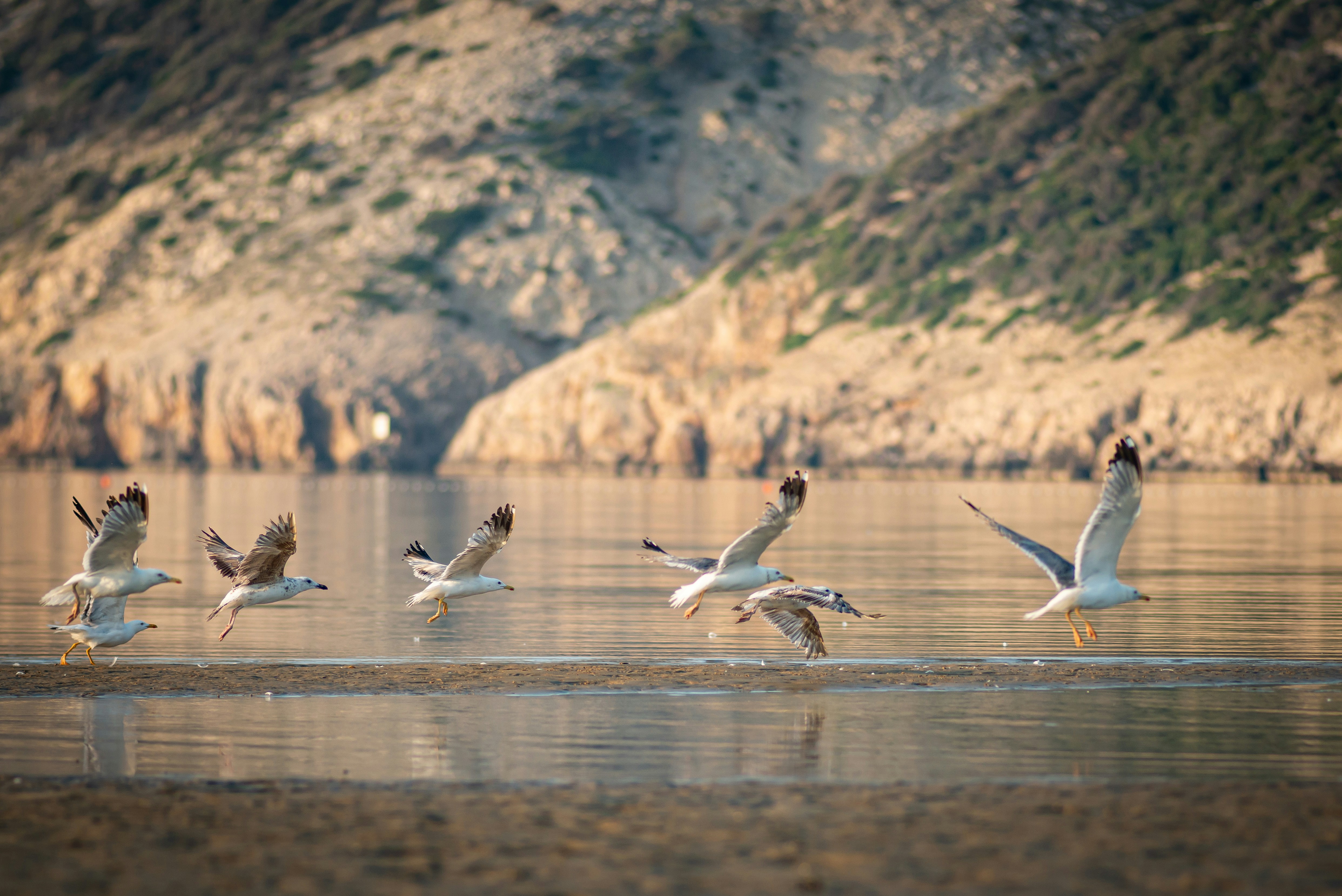 Sea gulls | Seagulls soar over calm water near mountains.