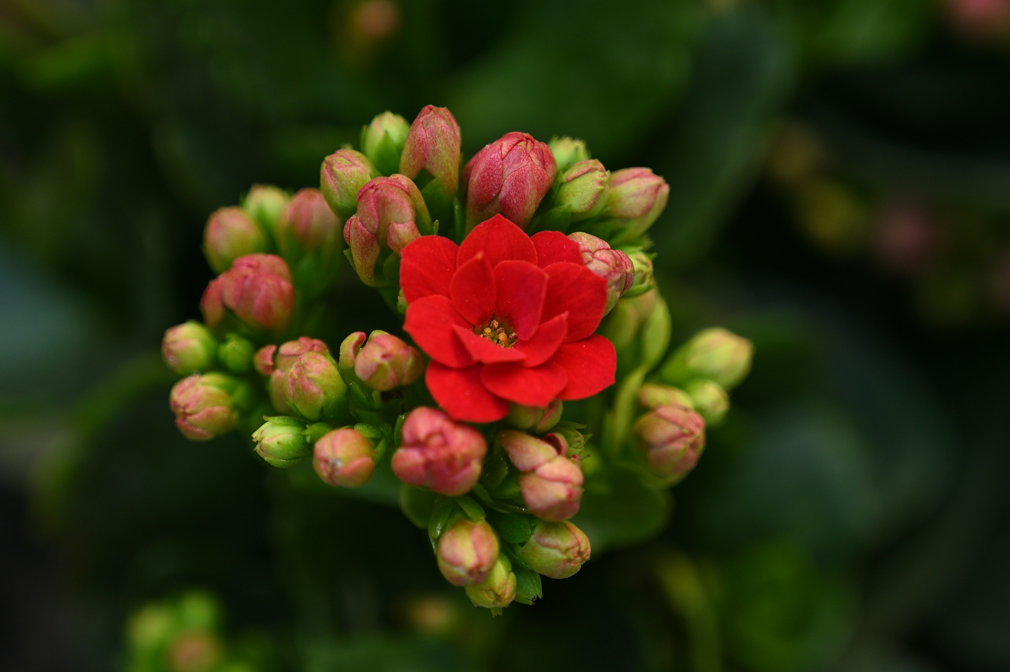 Blossoming Contrast: A Red Jewel Among Budding Greens