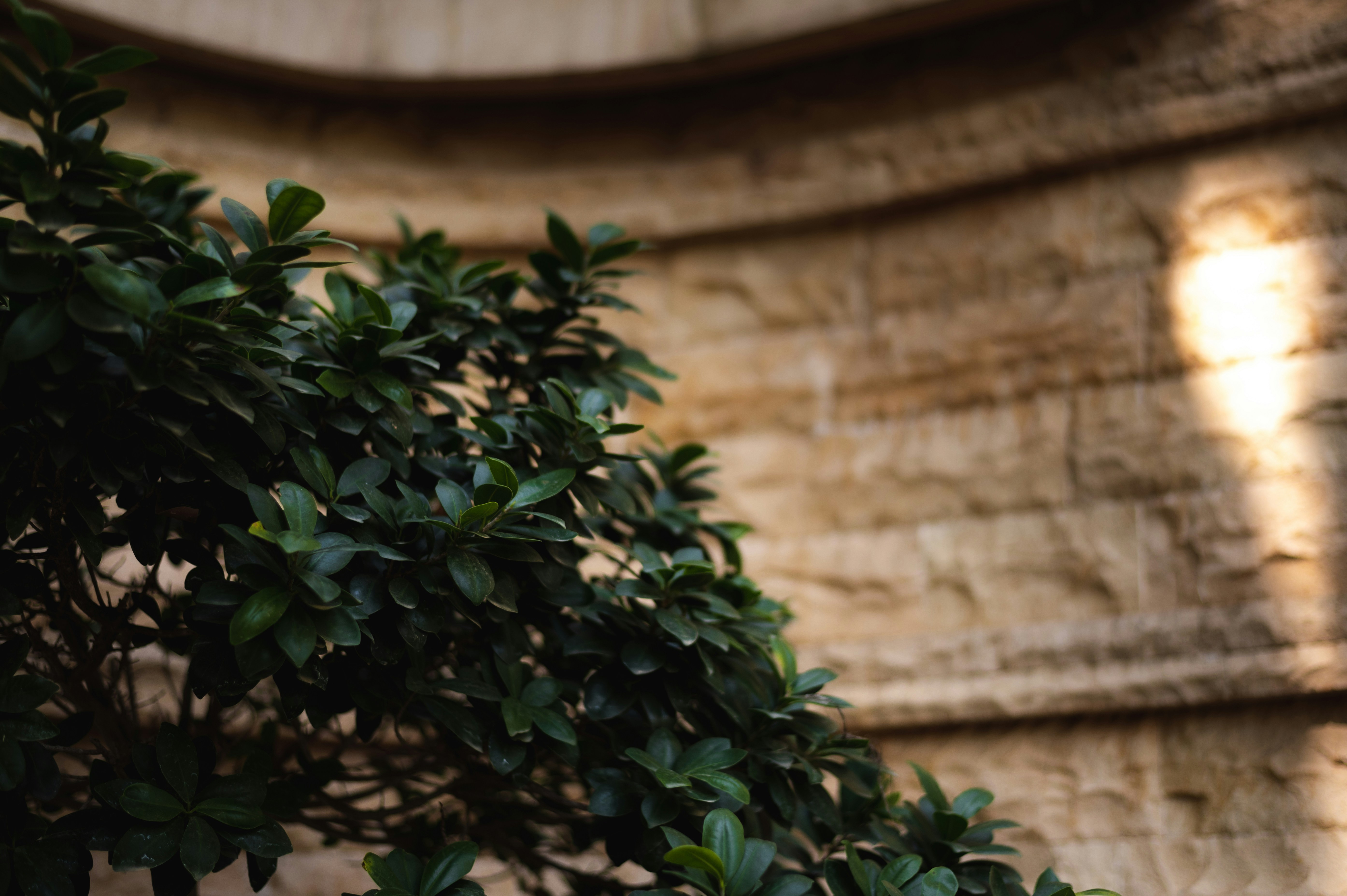Green Summer Plant with Brick Stone Wall Background | Leaves and a stone wall are featured.