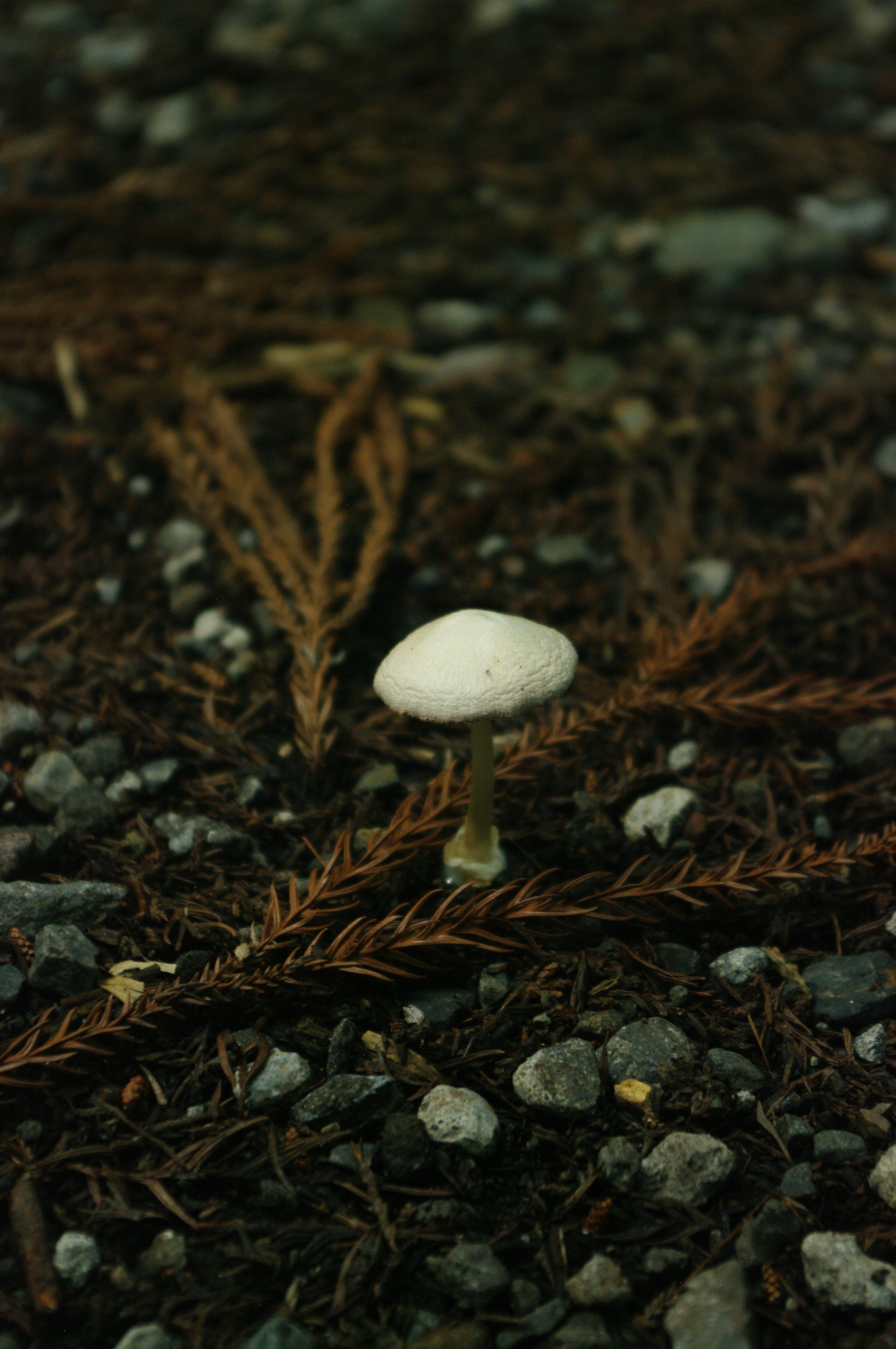 A delicate white mushroom stands tall amidst a bed of fallen leaves and stones, showcasing nature's subtle beauty.