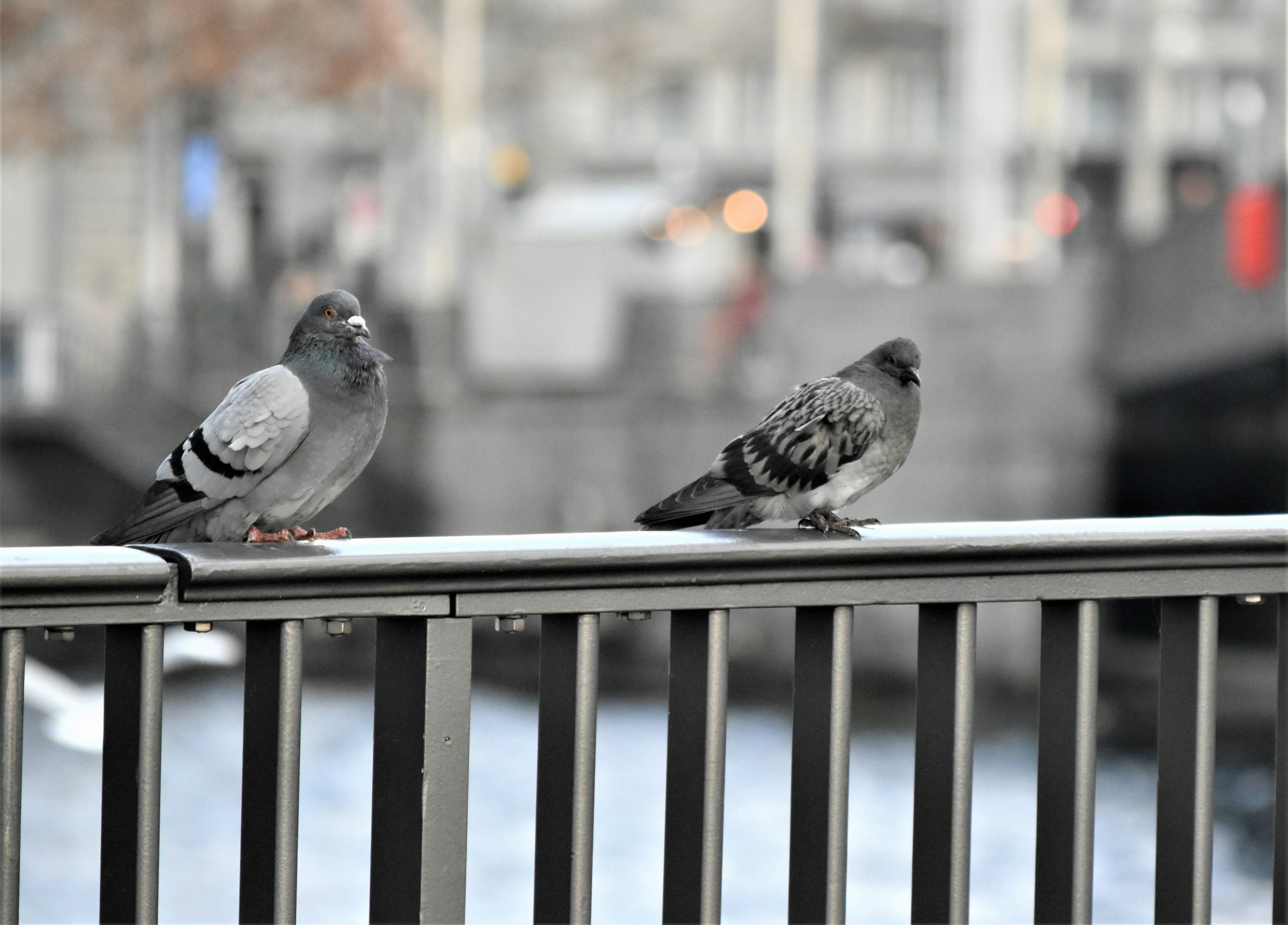 Urban Coexistence: A Moment on the Railing