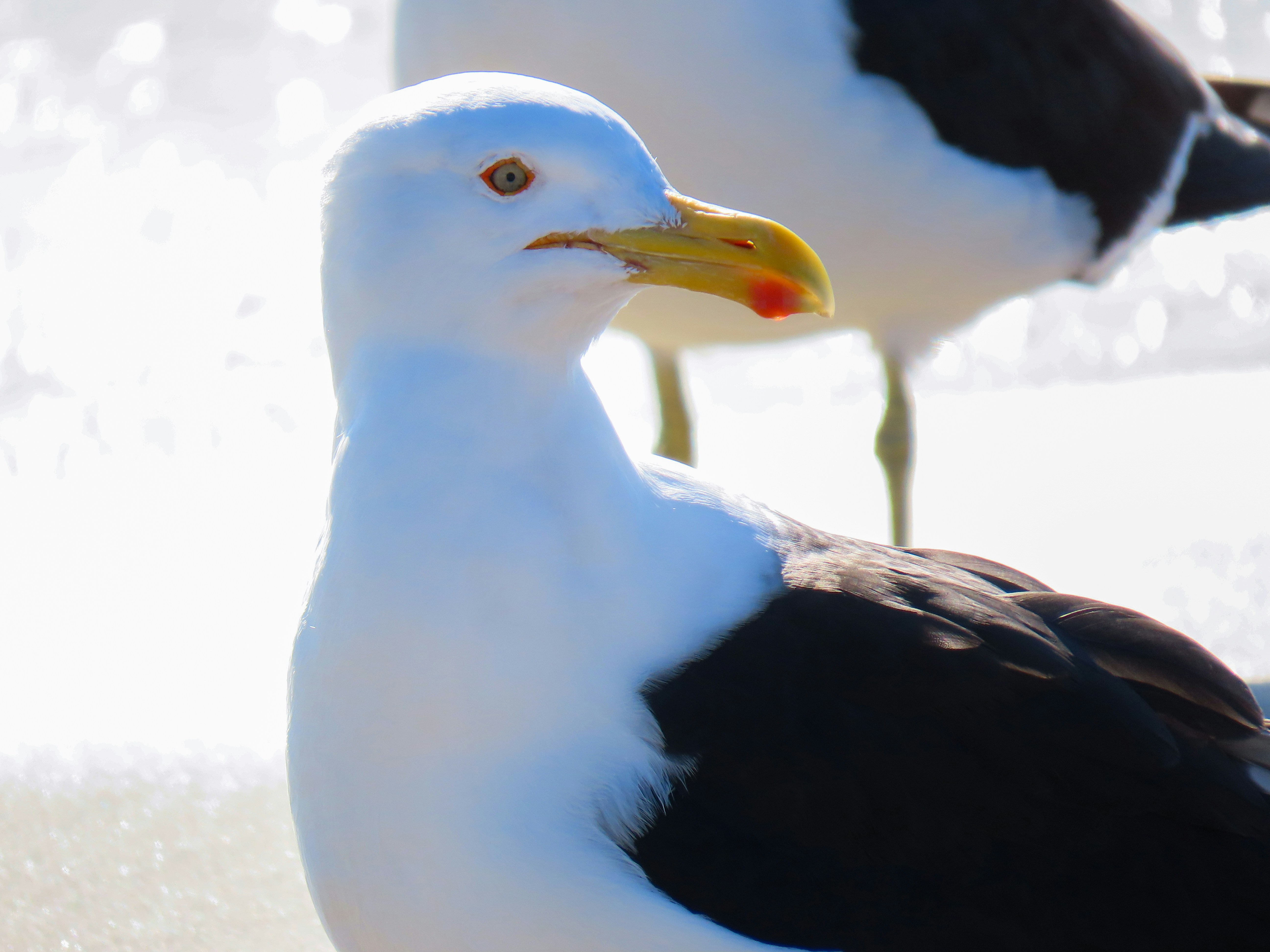 Coastal Sentinel: The Watchful Gull