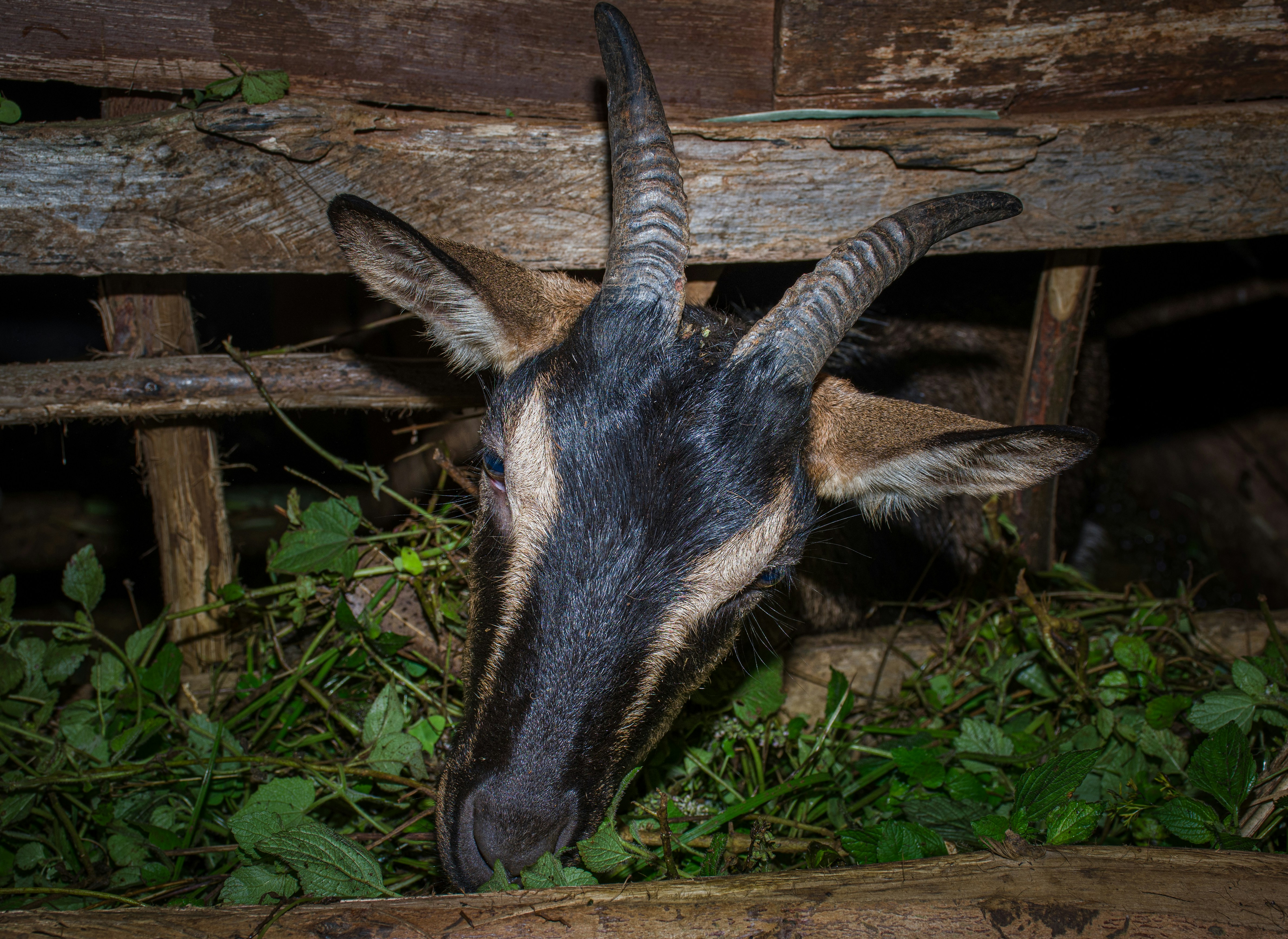 Curious Goat Amidst Rustic Surroundings