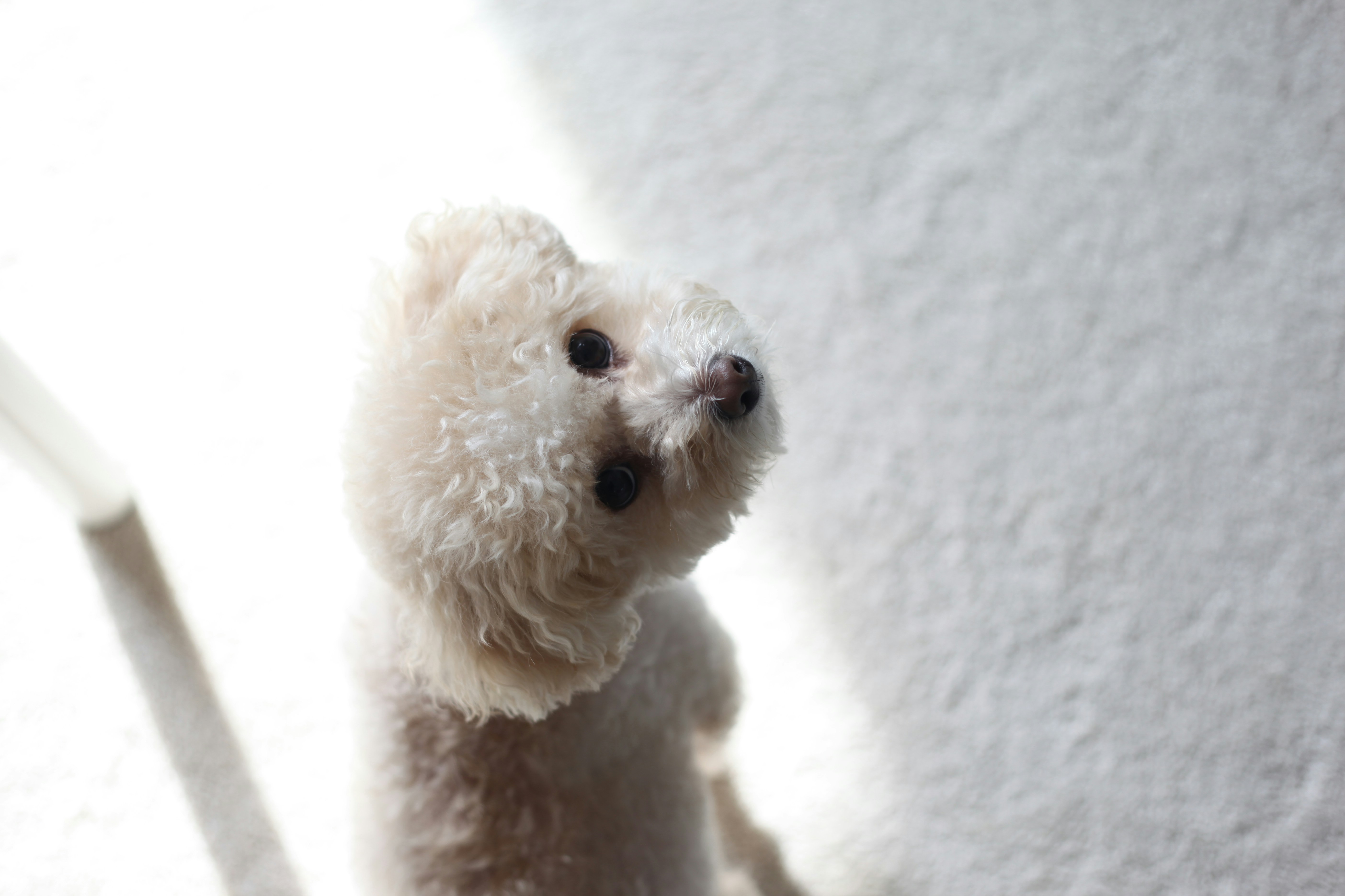 Whimsical Gaze of a Fluffy Companion