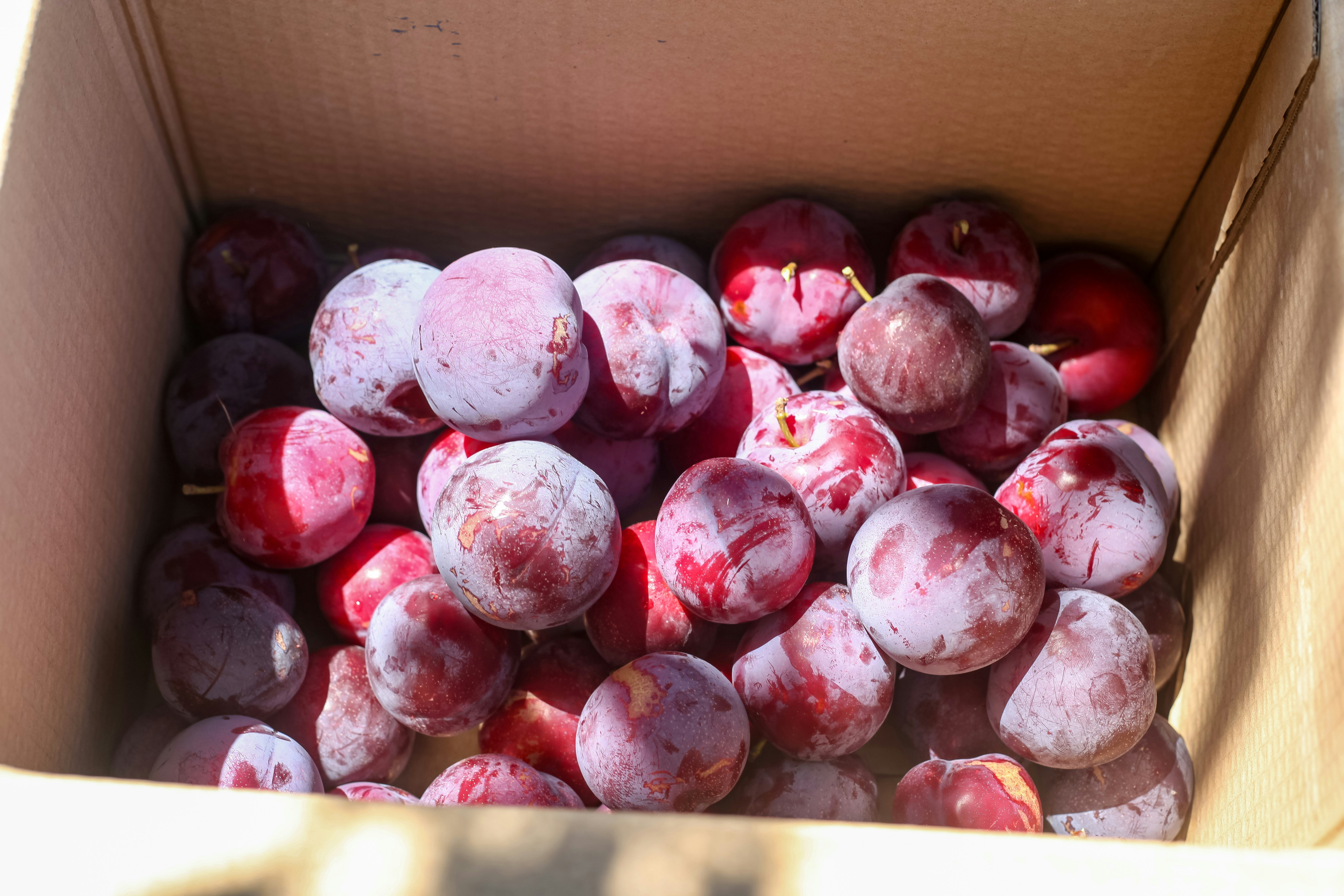 Harvested Treasures: A Box of Plump Plums