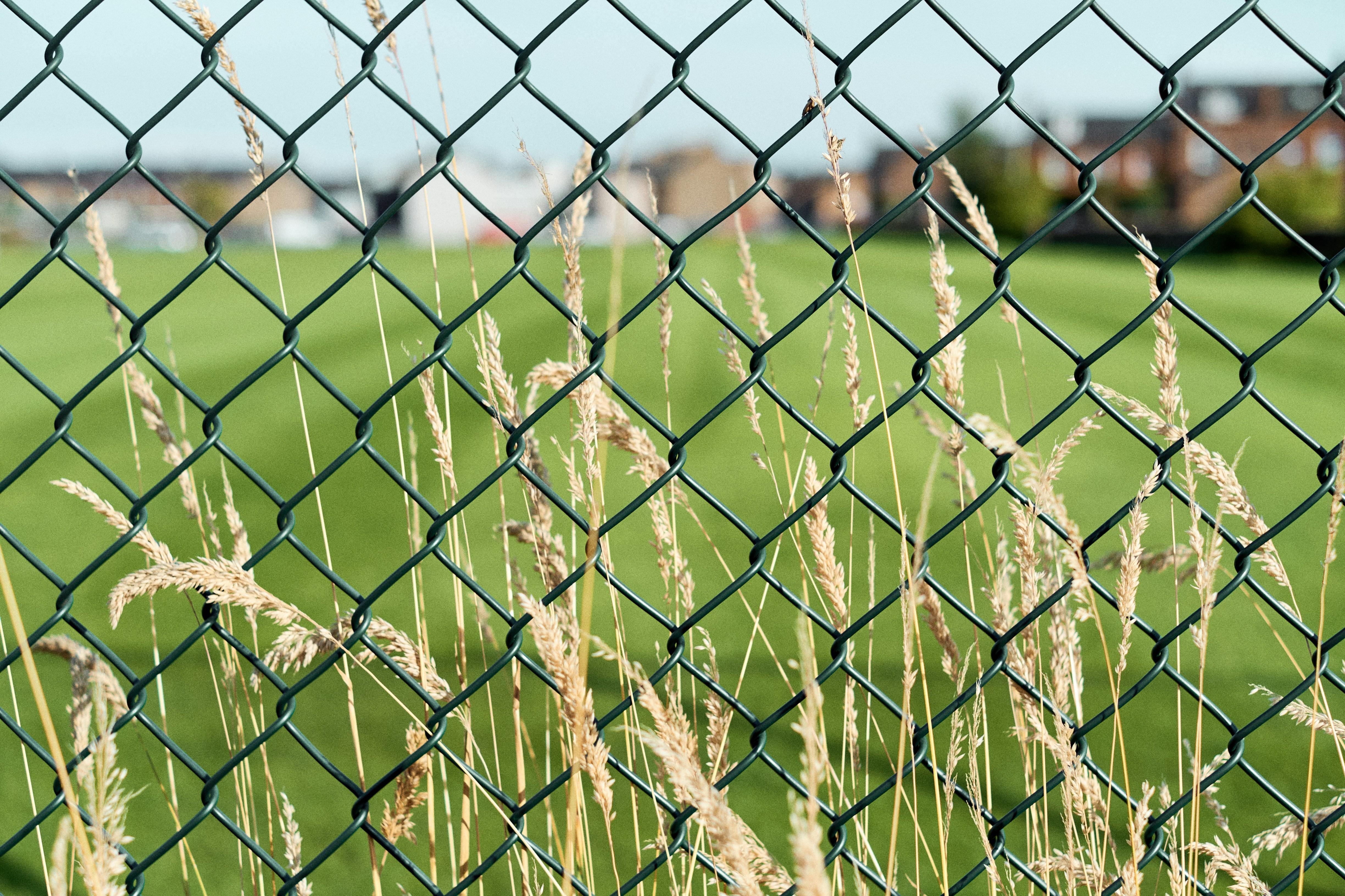 Tall grass swaying gently in the foreground, framed by a chain-link fence, with a blurred green field in the background.