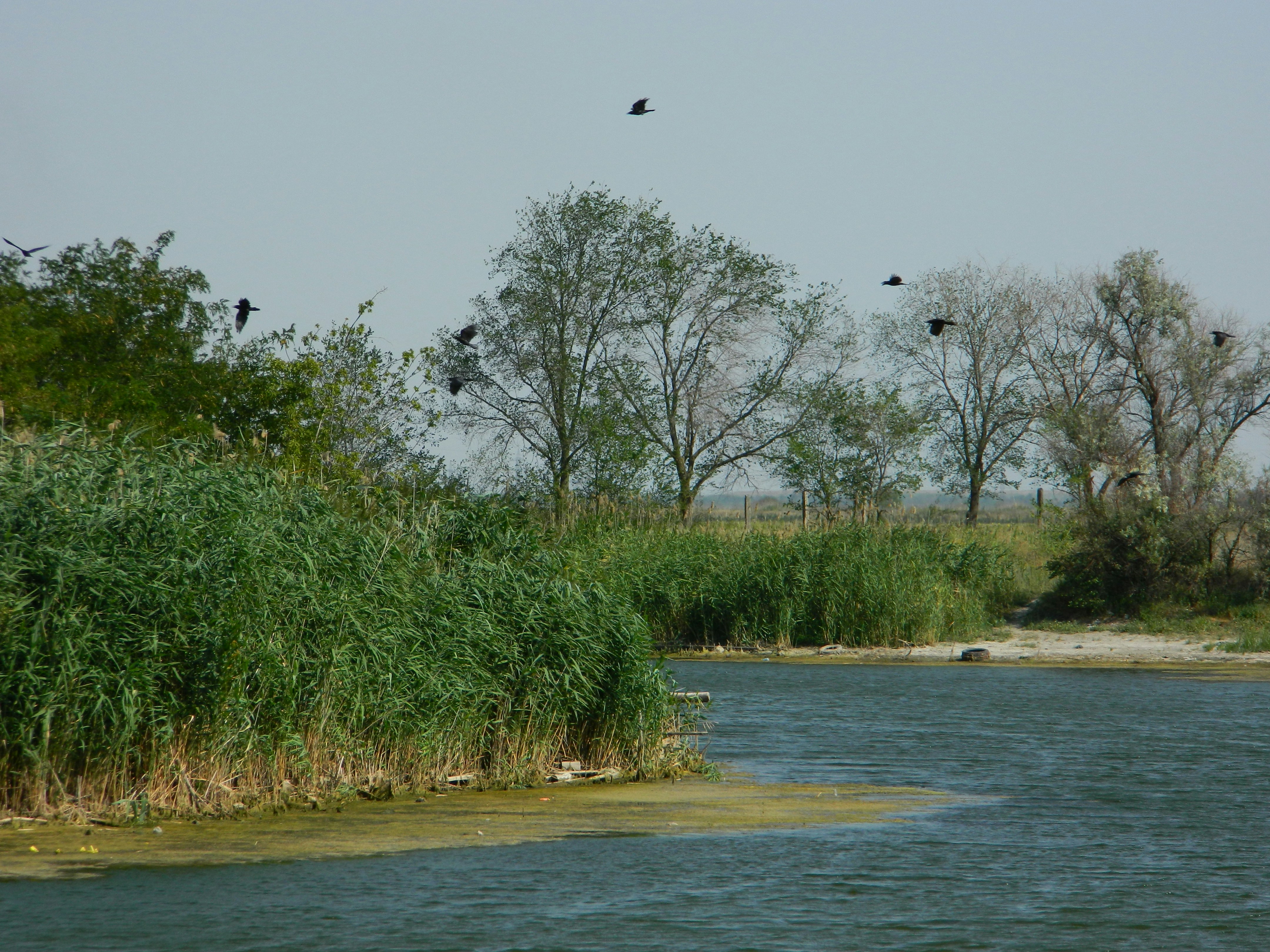 Birds fly over a lush, watery landscape.