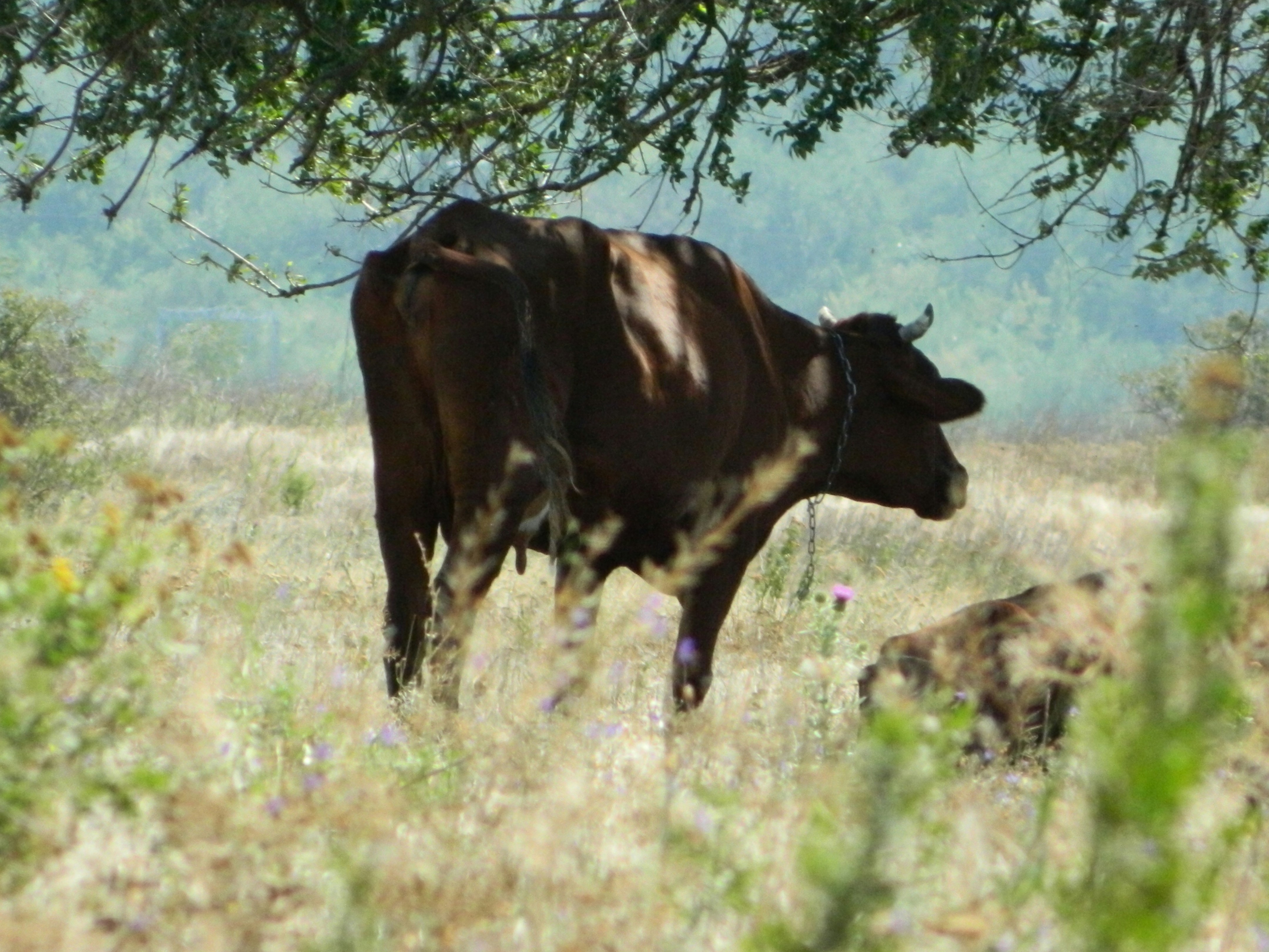 A cow stands in a grassy field.