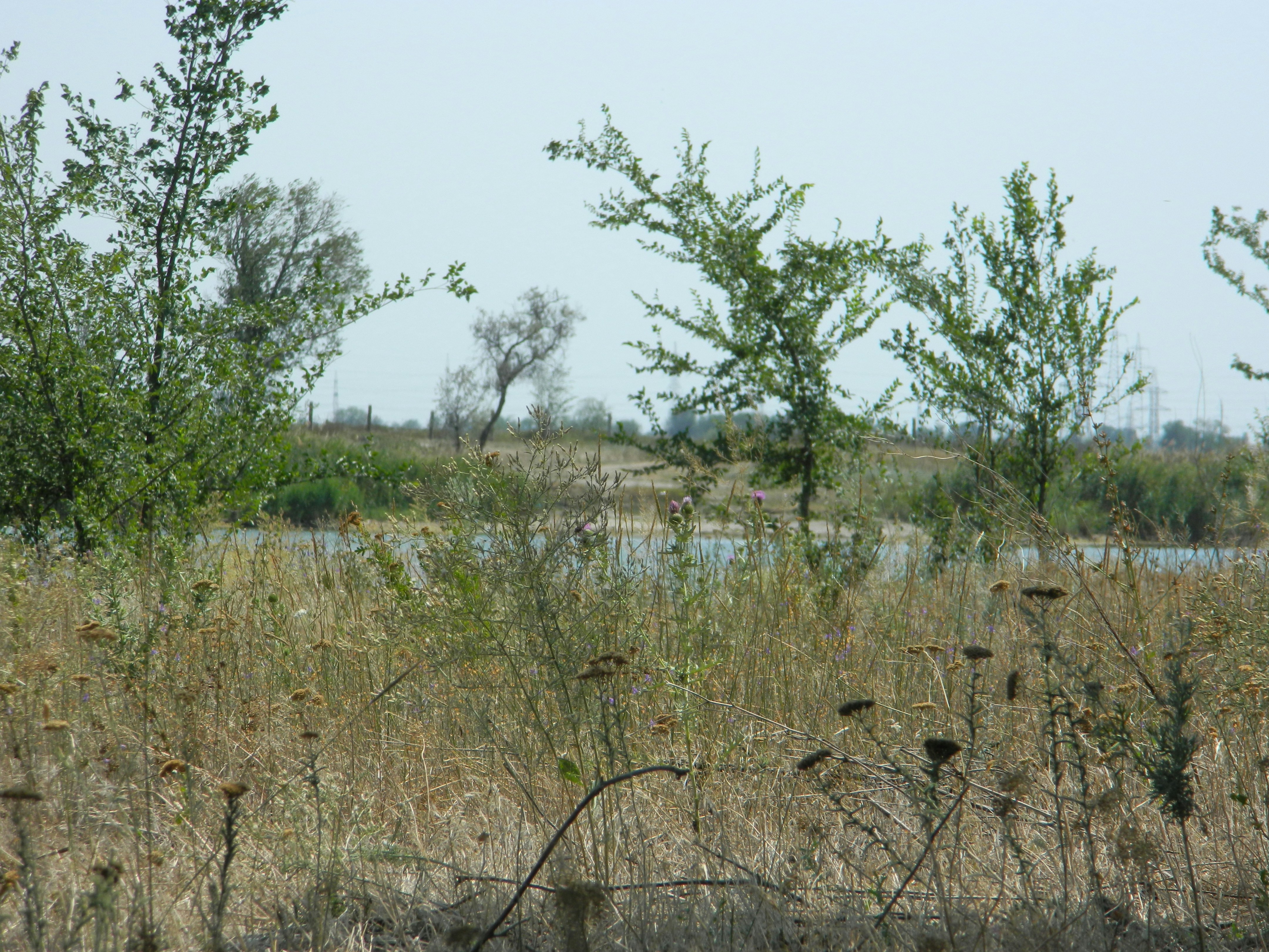 Grassy field with some trees and water.