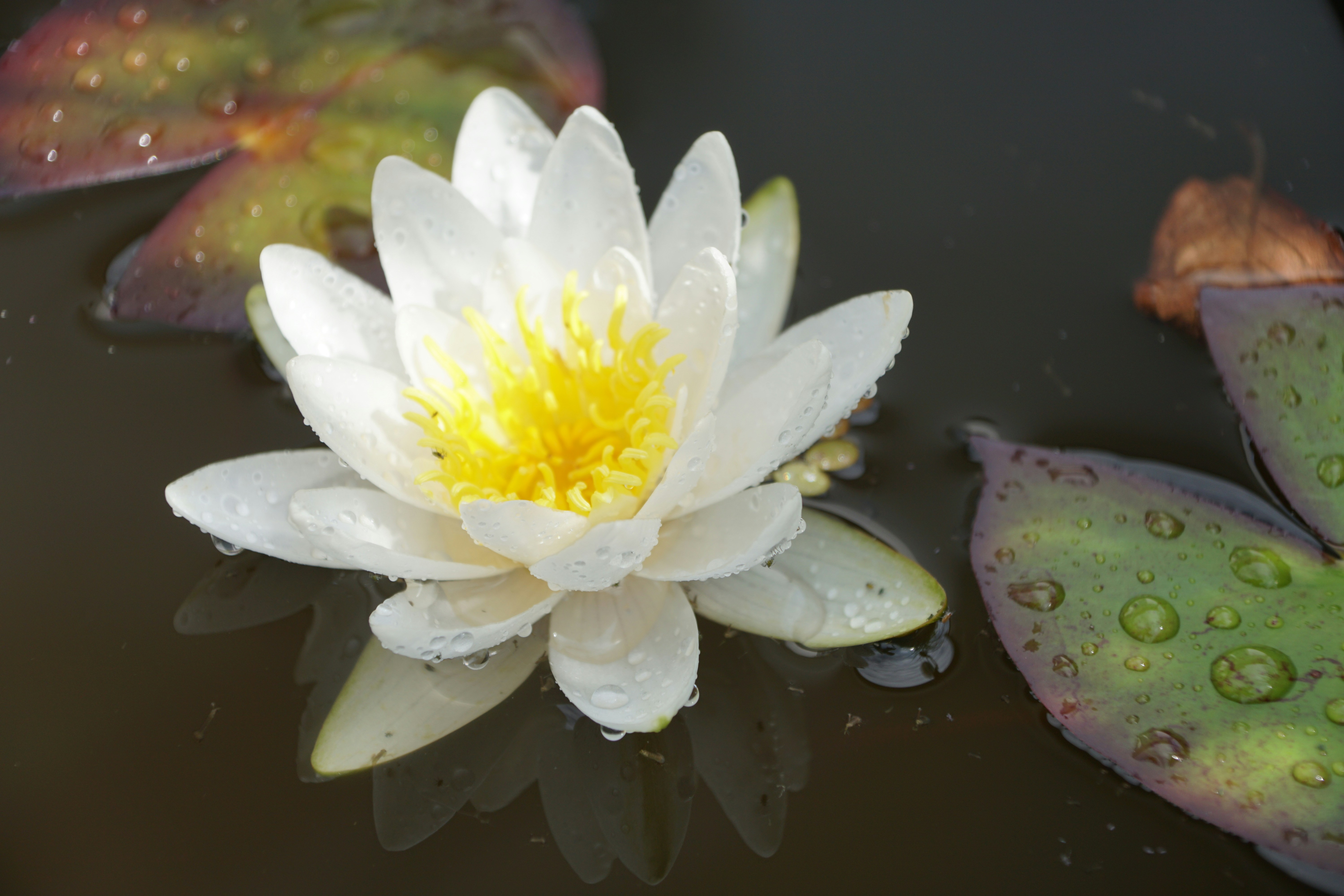 Serenity in Bloom: The Water Lily's Embrace