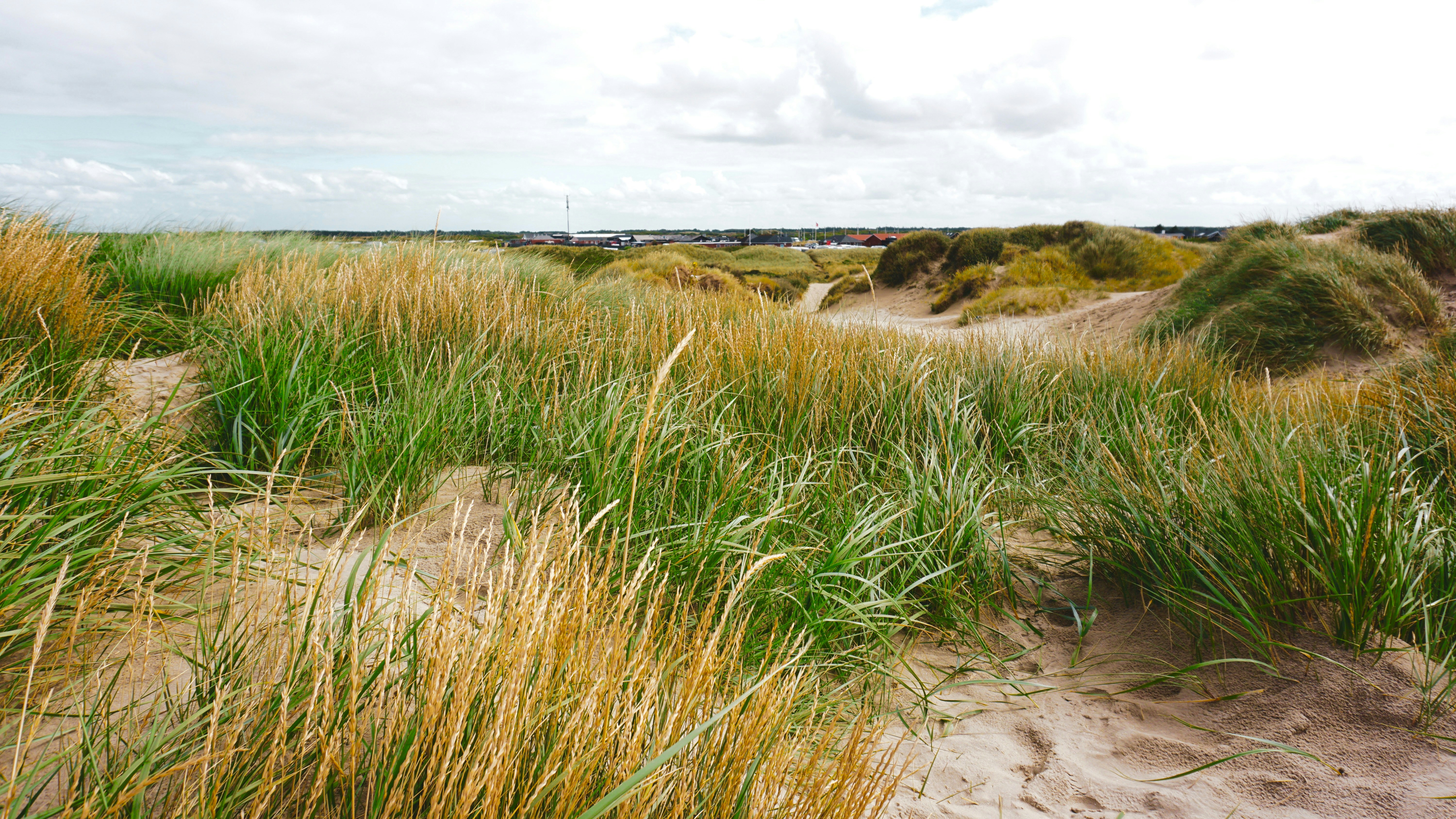 Lush grasses sway gently over sandy dunes under a cloudy sky, creating a serene coastal landscape.