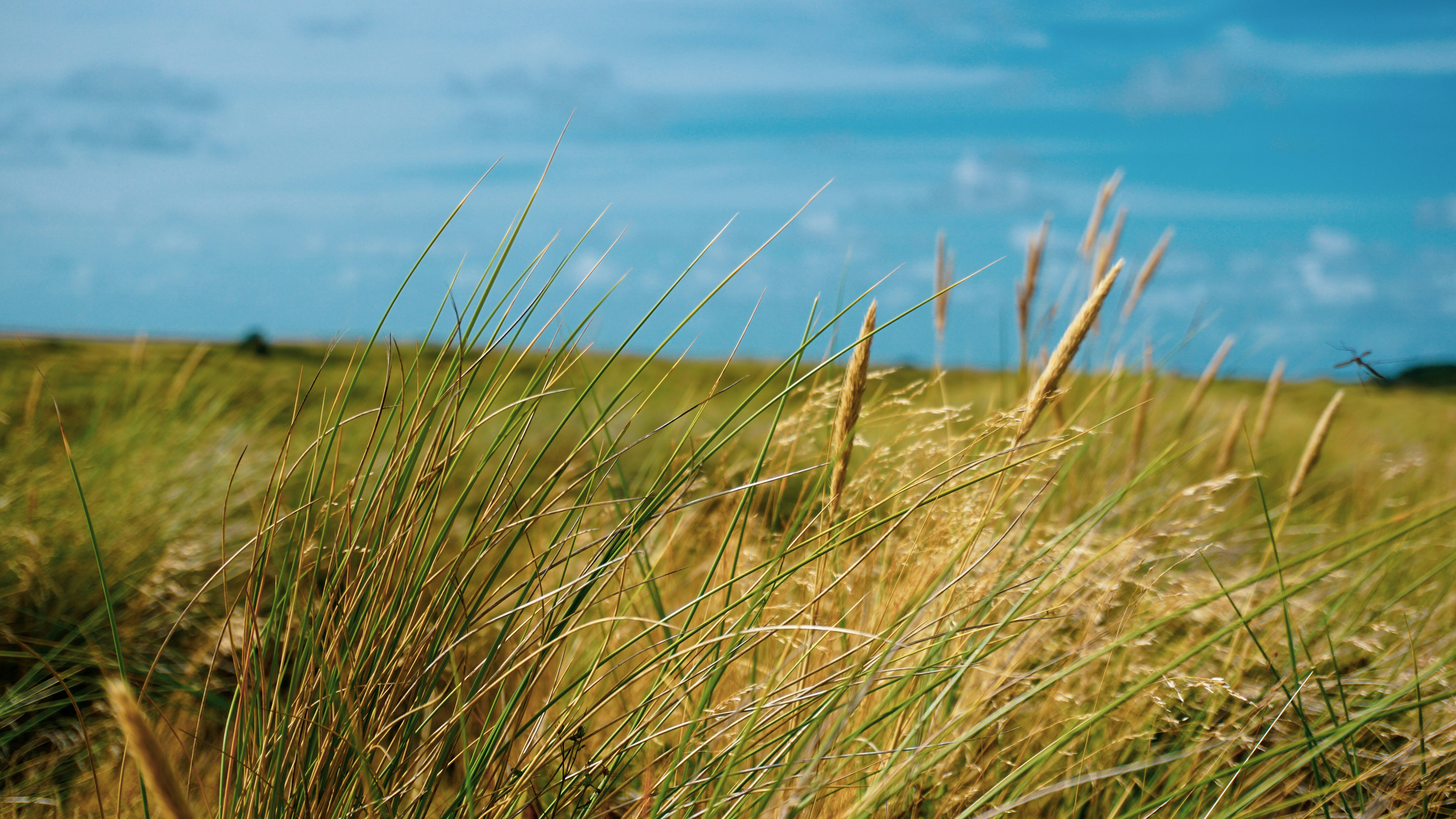 Strand,Römö,Urlaub,pflanzen, Düne,Gras | Grasses sway in a field under a cloudy sky.