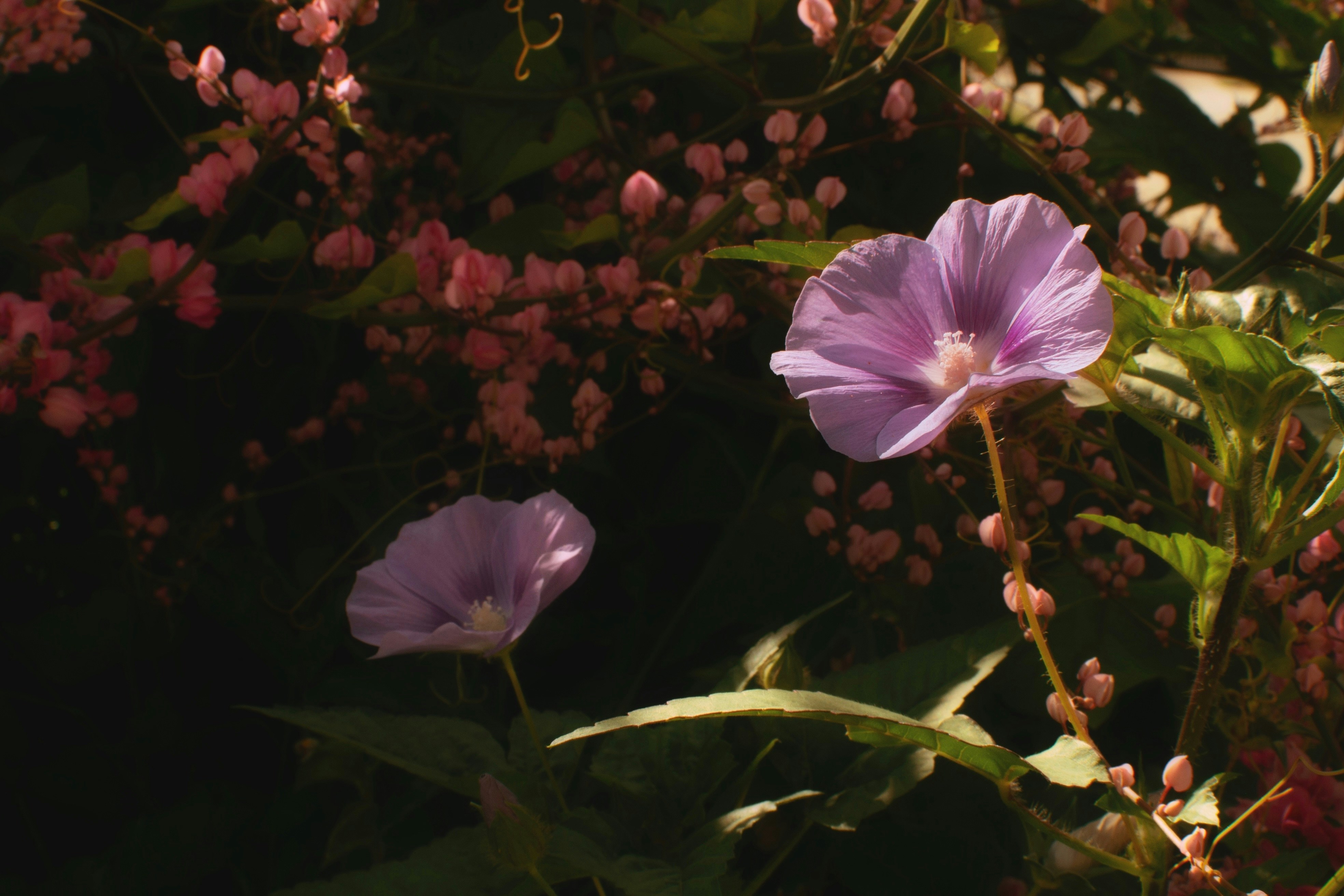 Whispers of Nature: A Floral Embrace