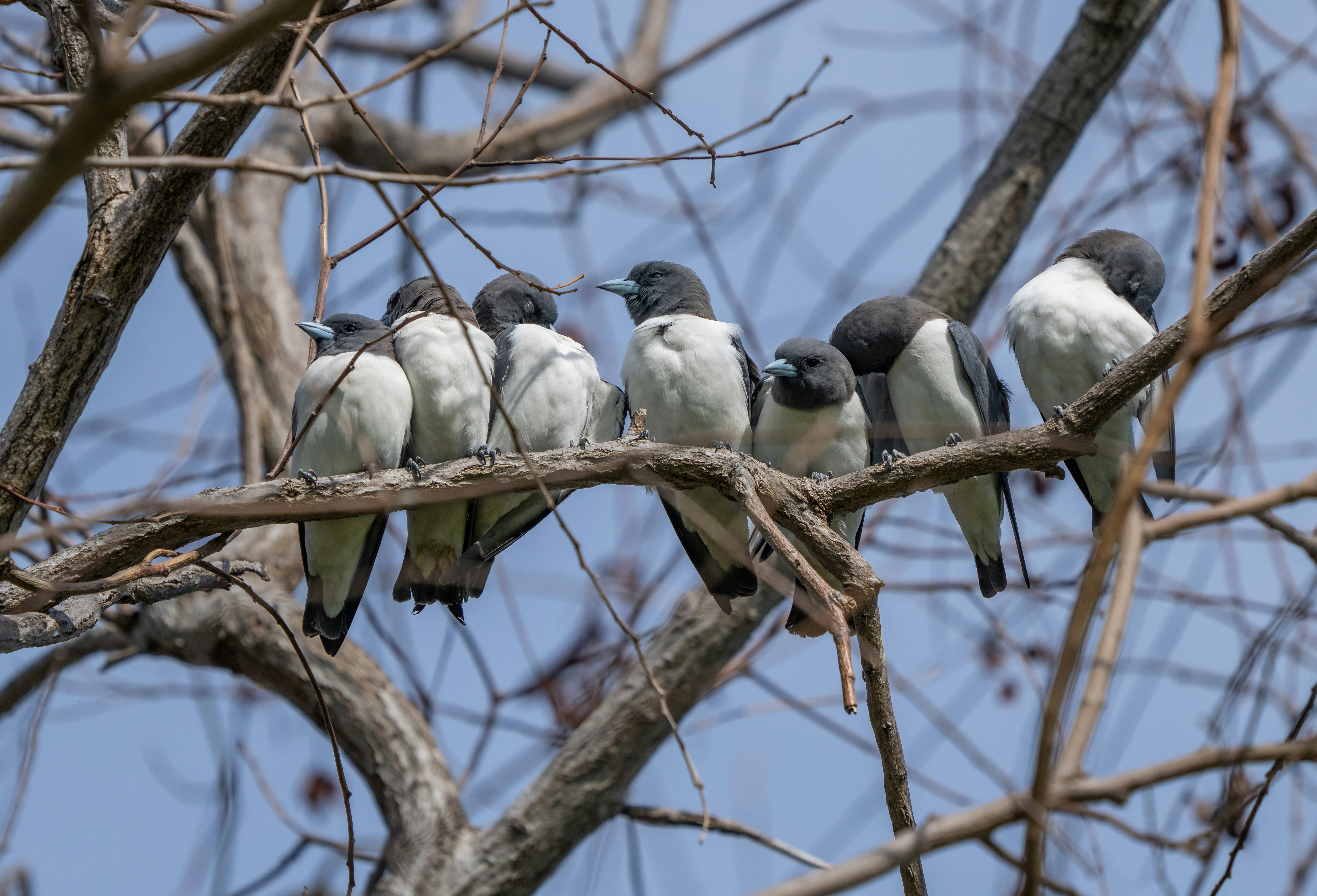 A group of swallows perched on a bare branch, showcasing their sleek forms against a clear blue sky.