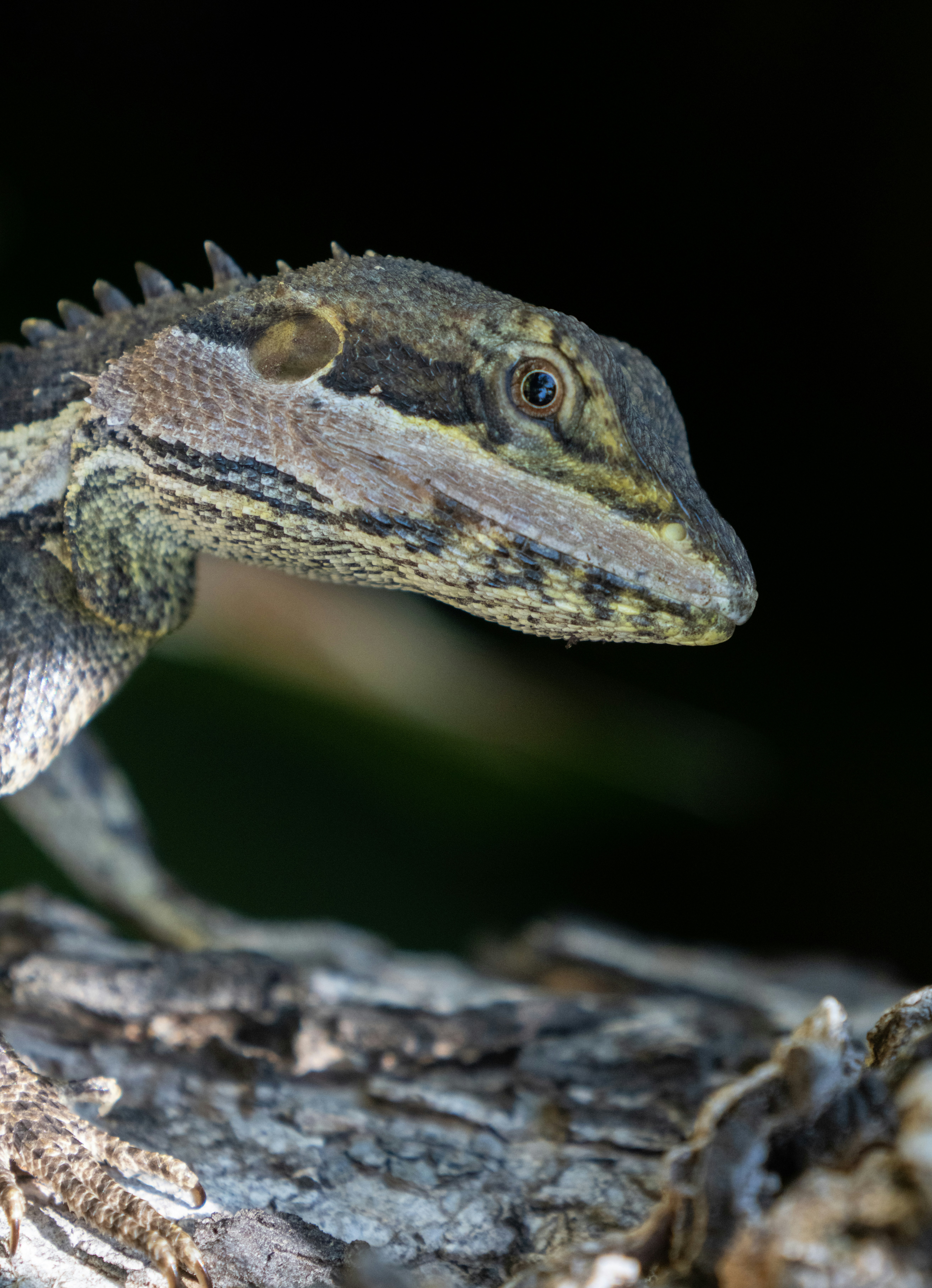 A lizard stares intently from a tree branch.