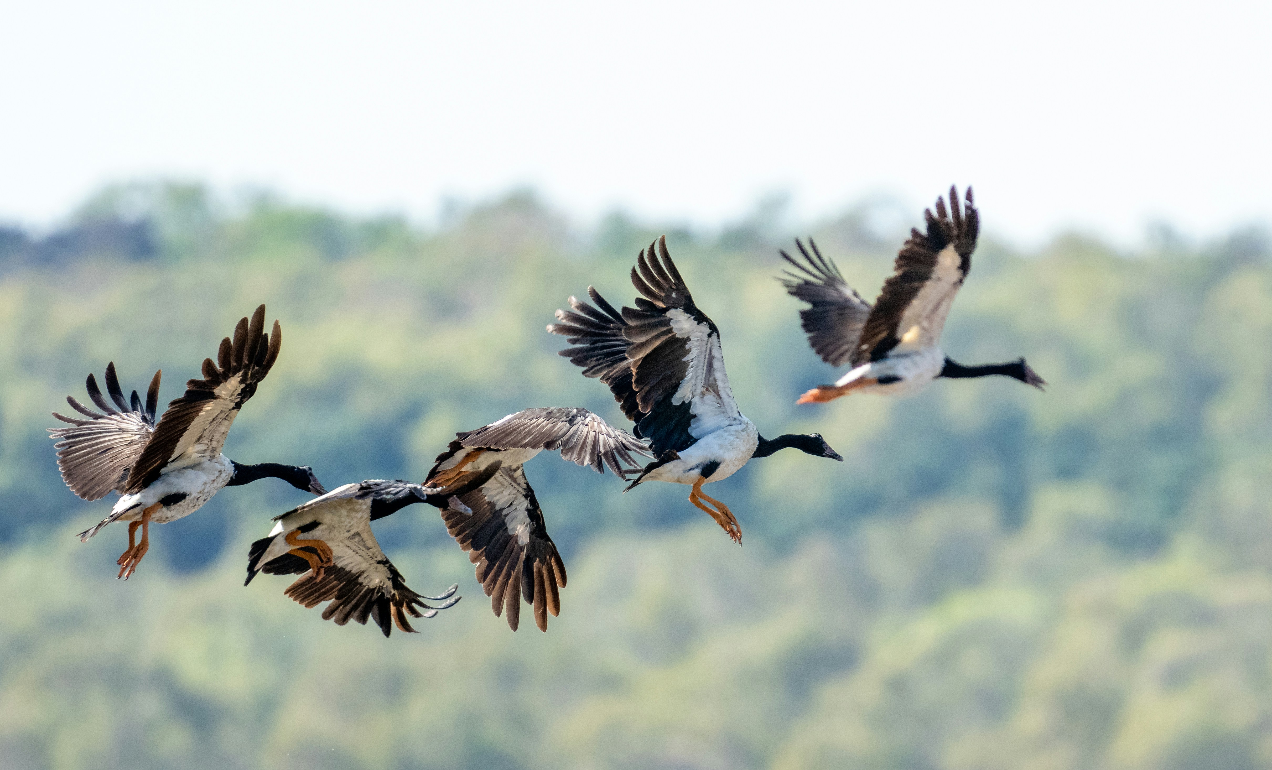 Bird Migration Photography: Stunning Tips to Capture Epic Journeys - Birds