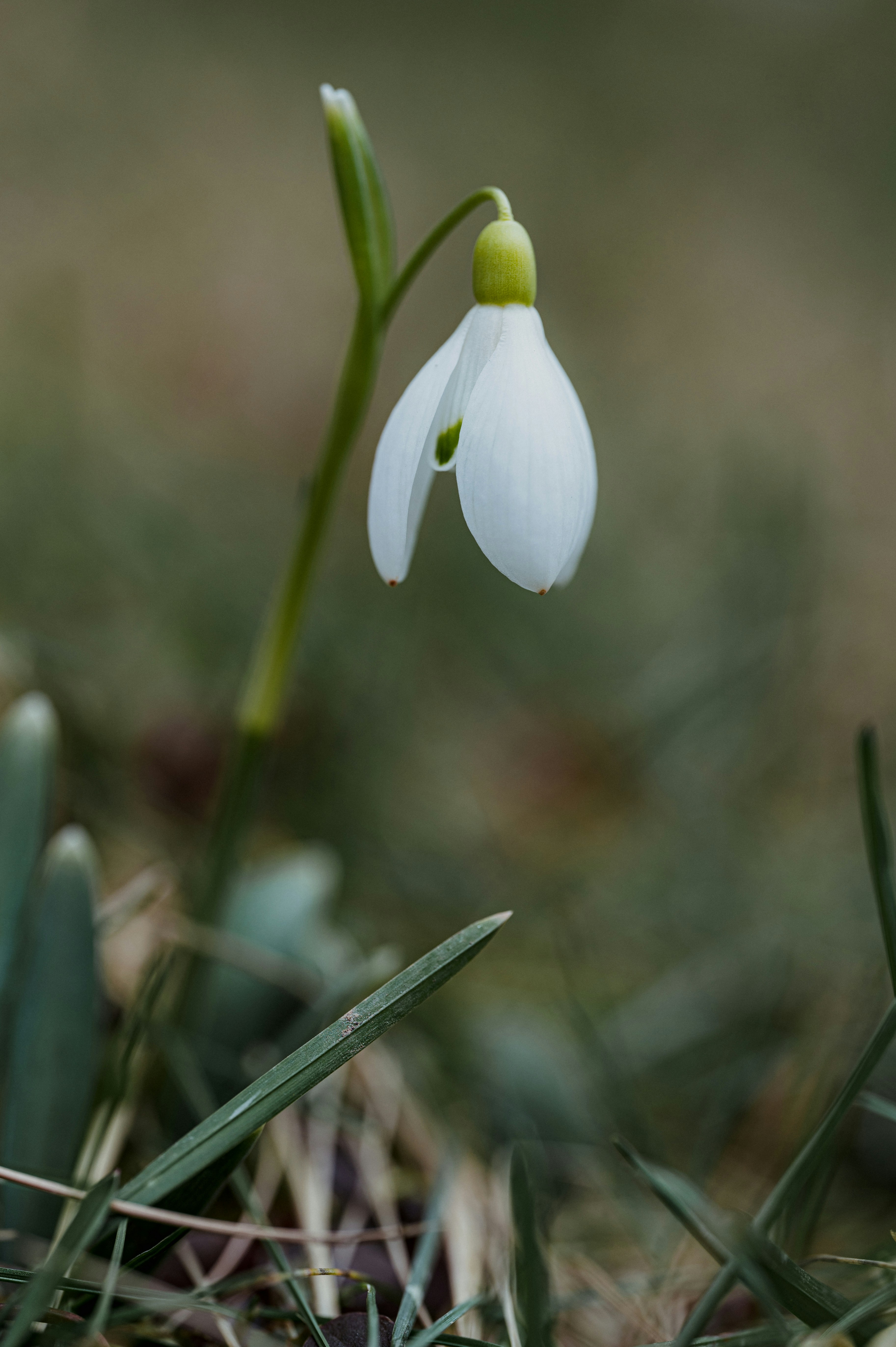 Whispers of Winter's End