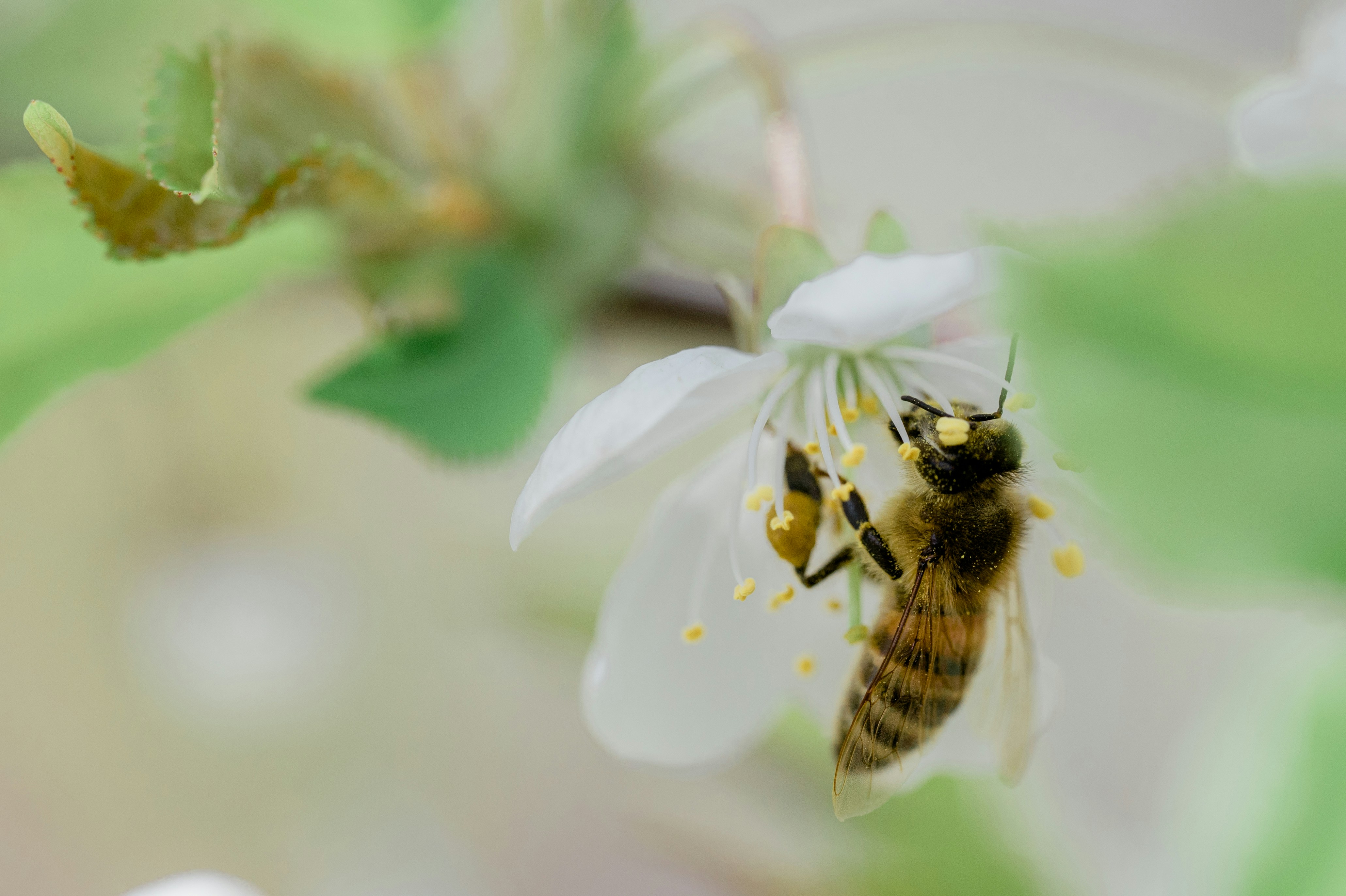 A bee pollinates a white flower.