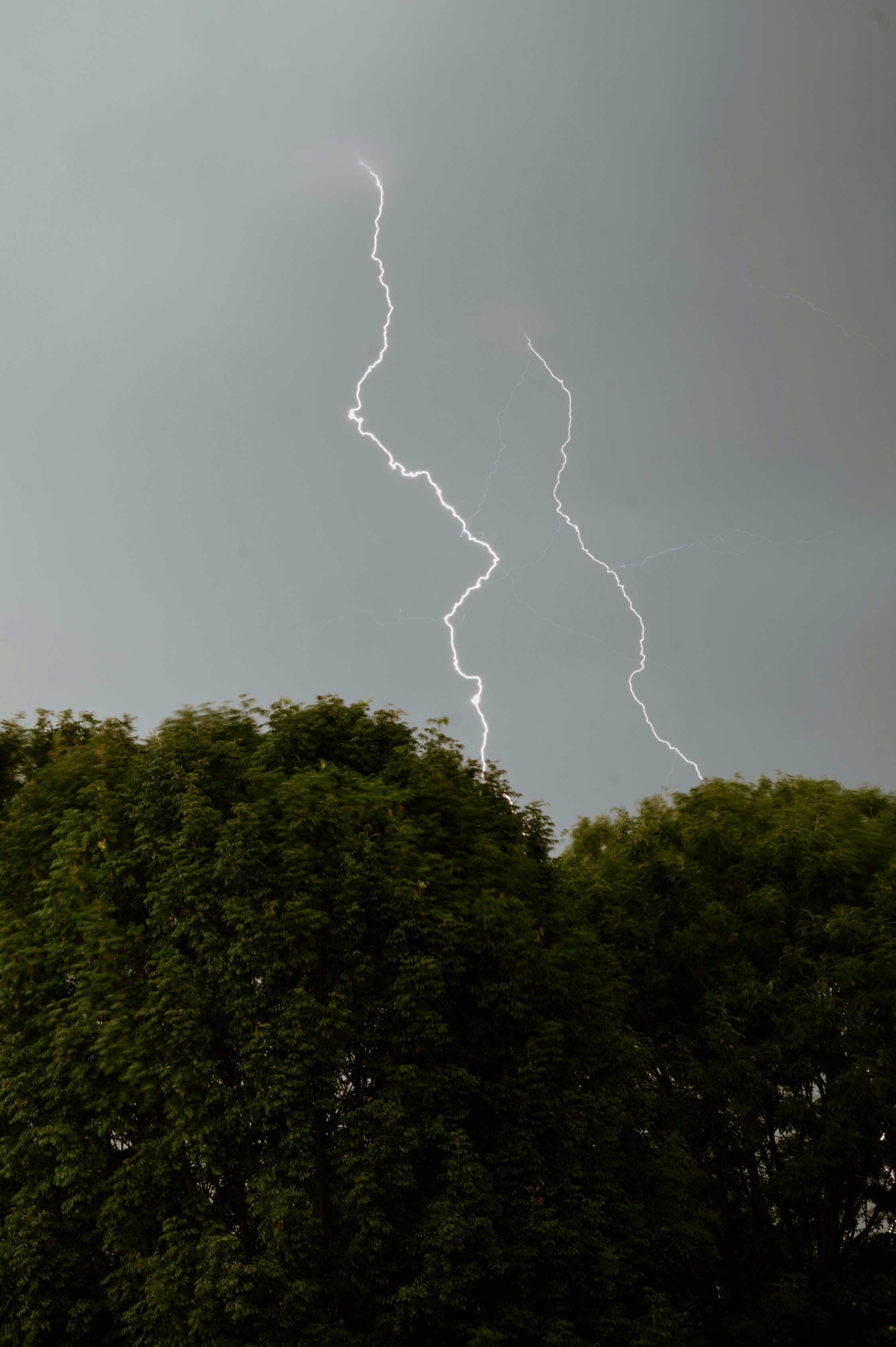 Electric Veins of the Sky