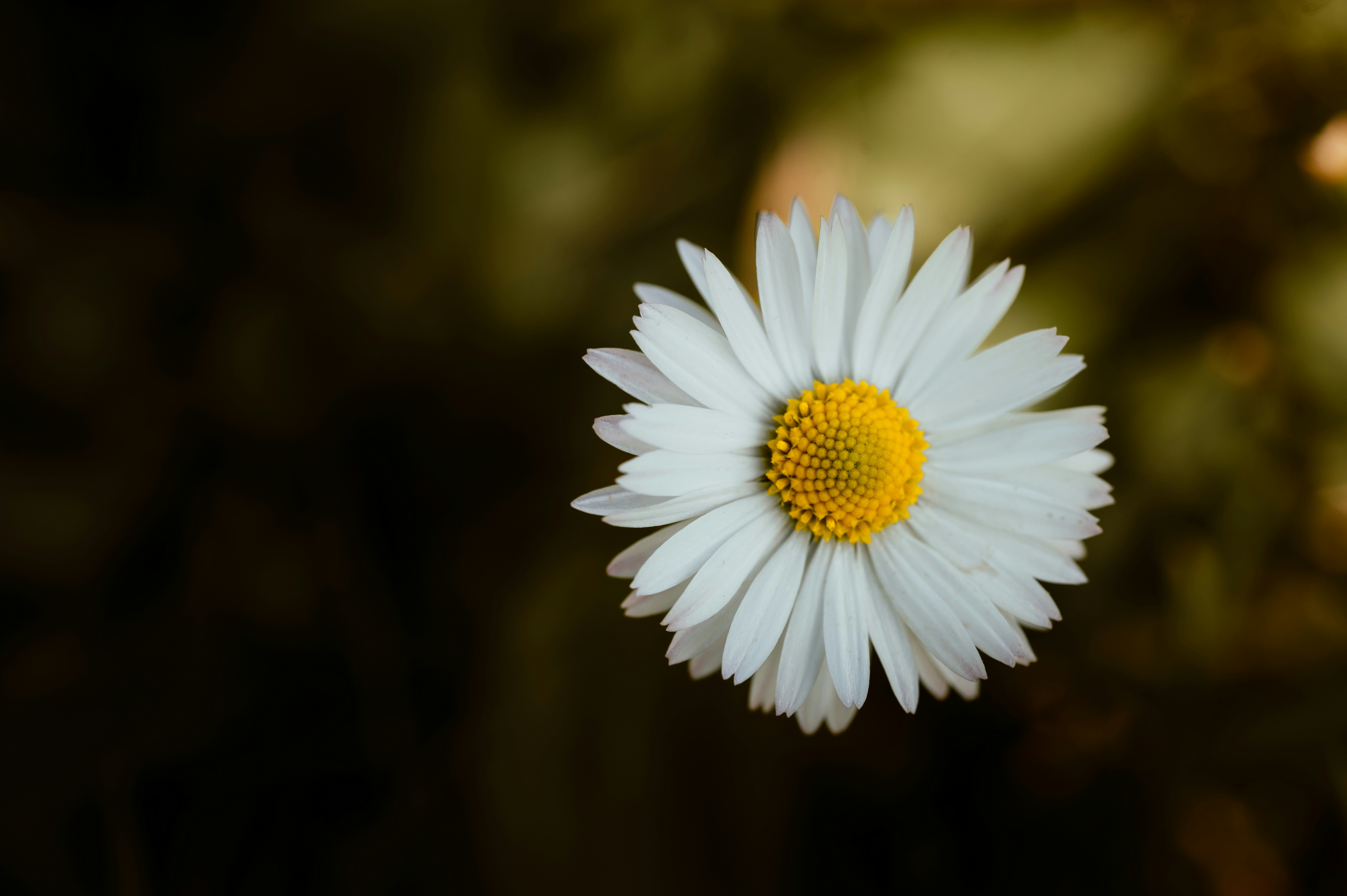 A close-up photograph of a daisy.