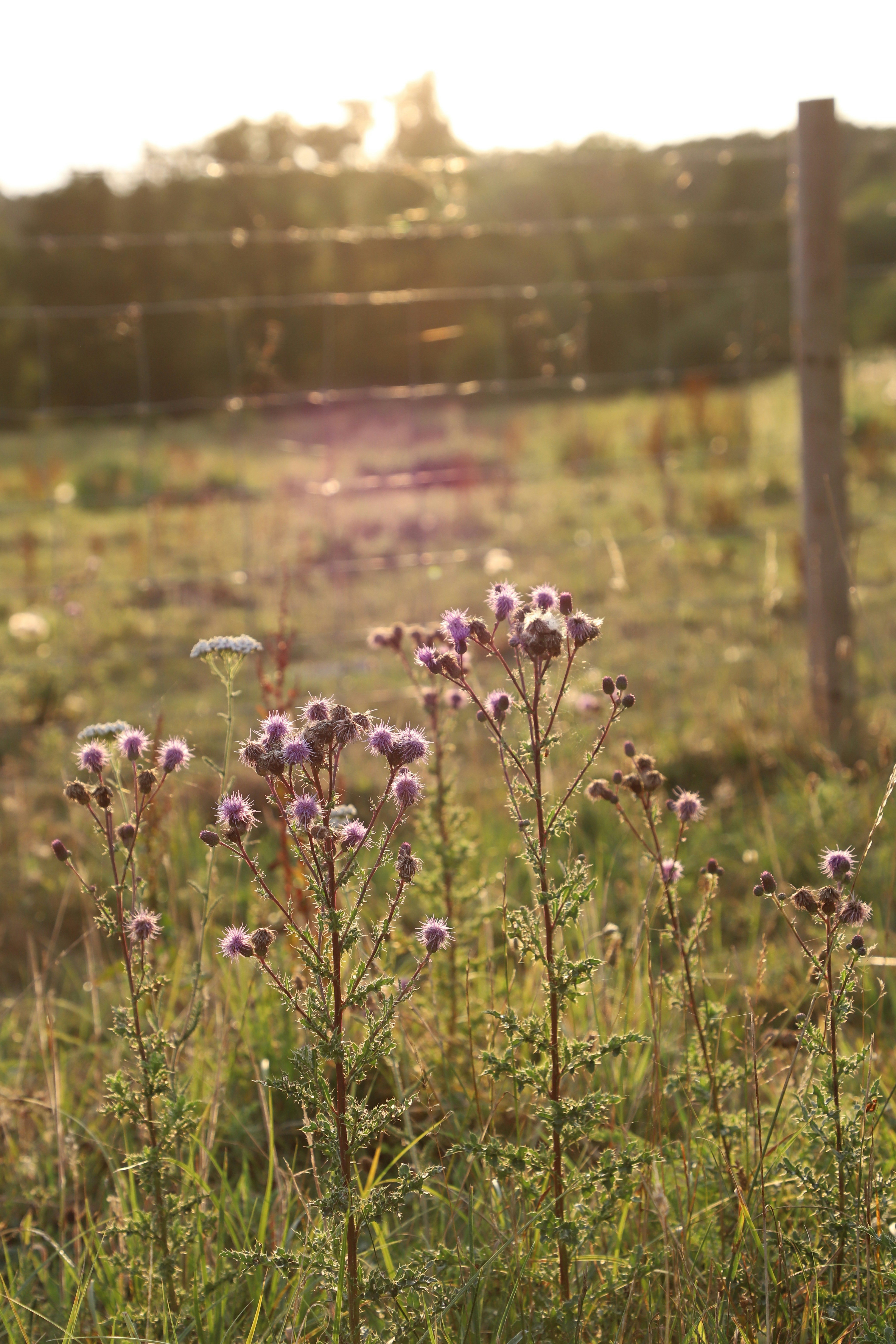 Evening sun on thistles | Purple wildflowers grow in a sunlit field.