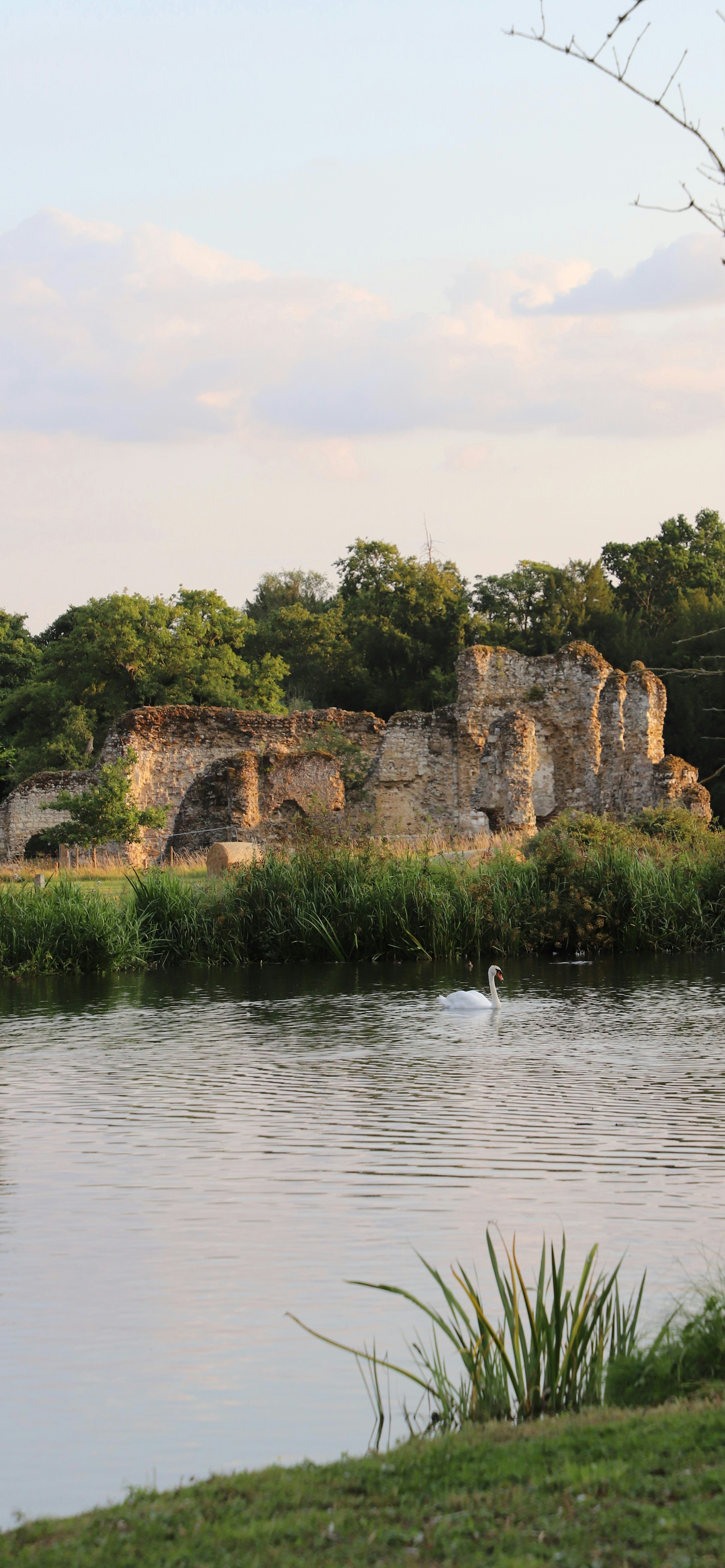 Whispers of Time: Nature Embraces Ruins