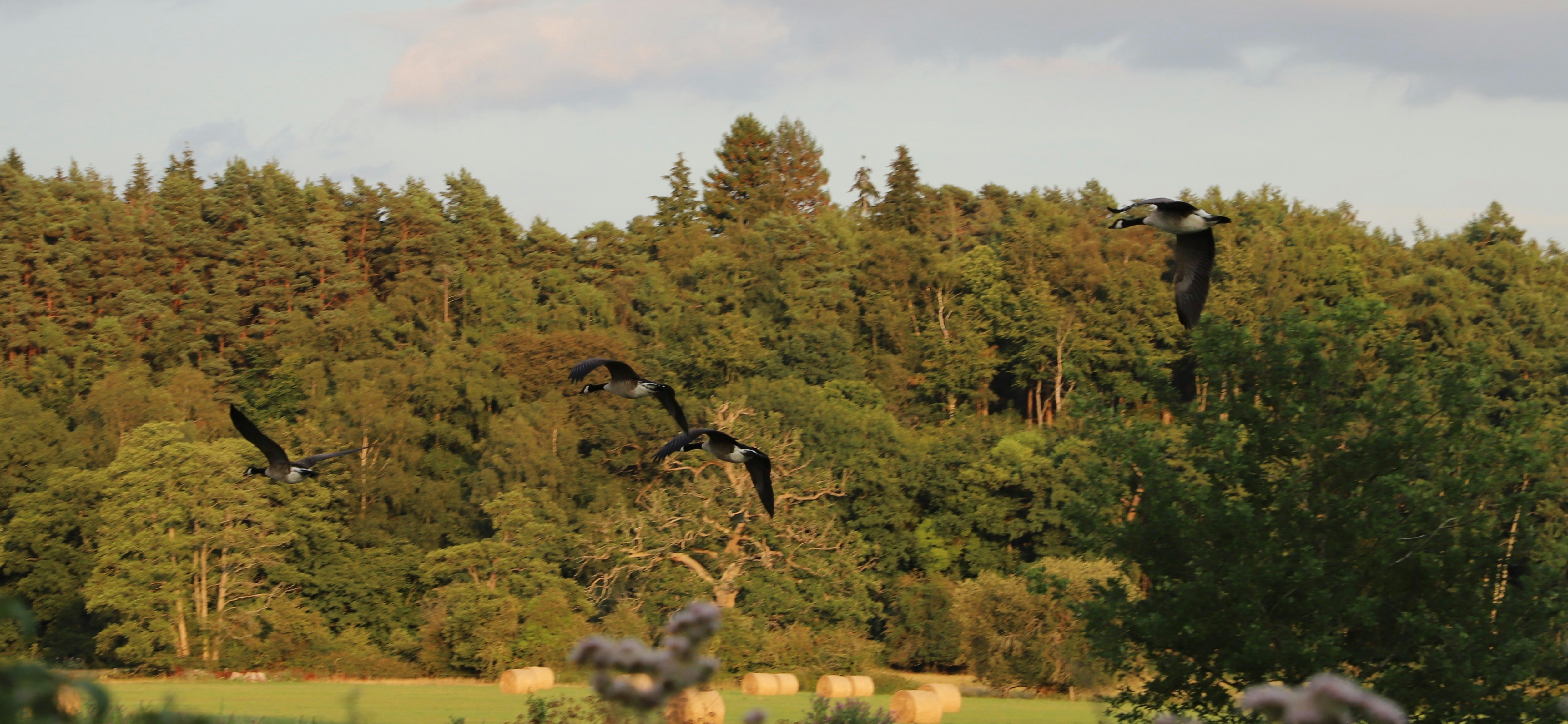 Flight near the treeline: a flock of raptors rising at dusk