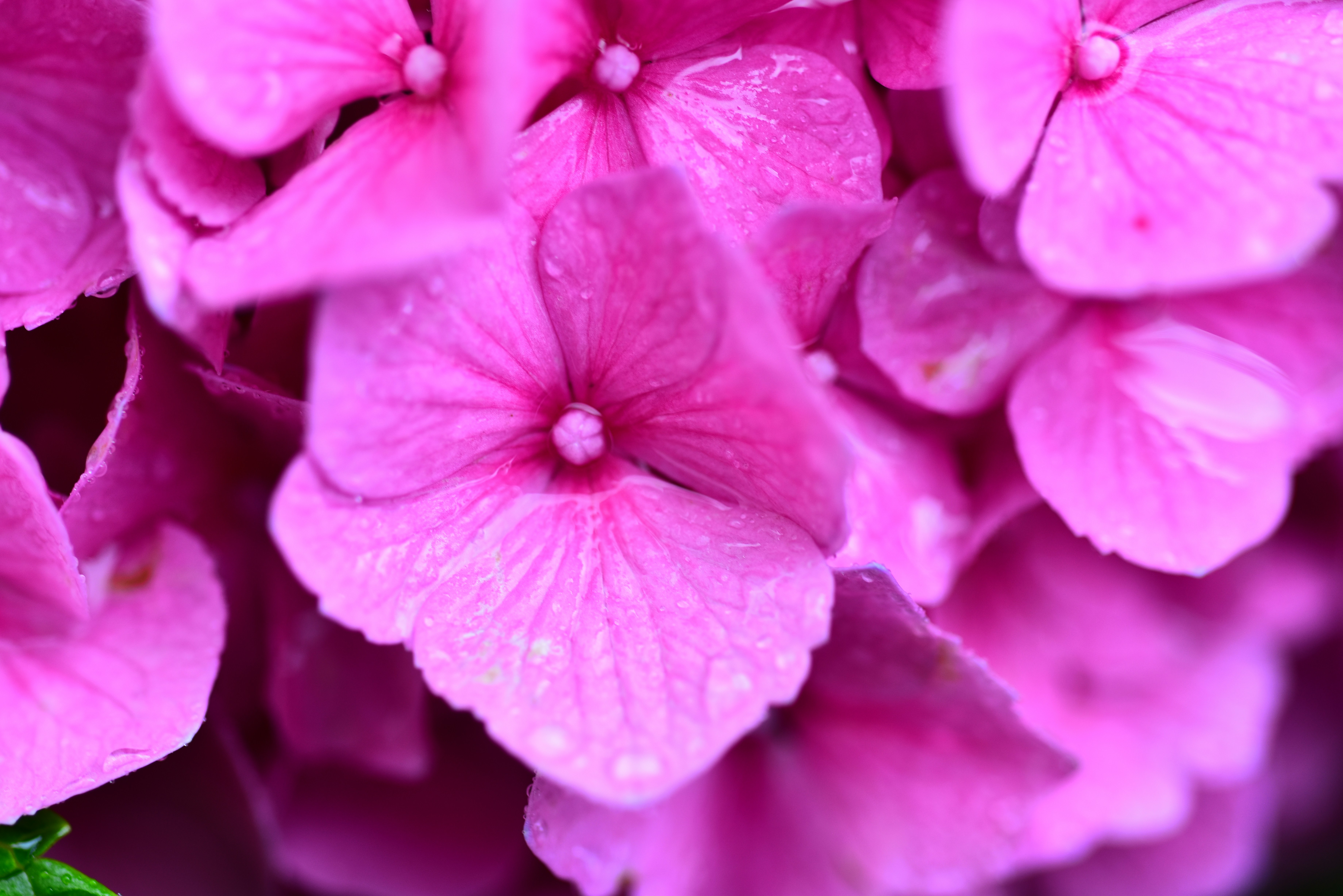 Close-up of vibrant pink hydrangea flowers adorned with droplets of water, showcasing their delicate texture and intricate details.