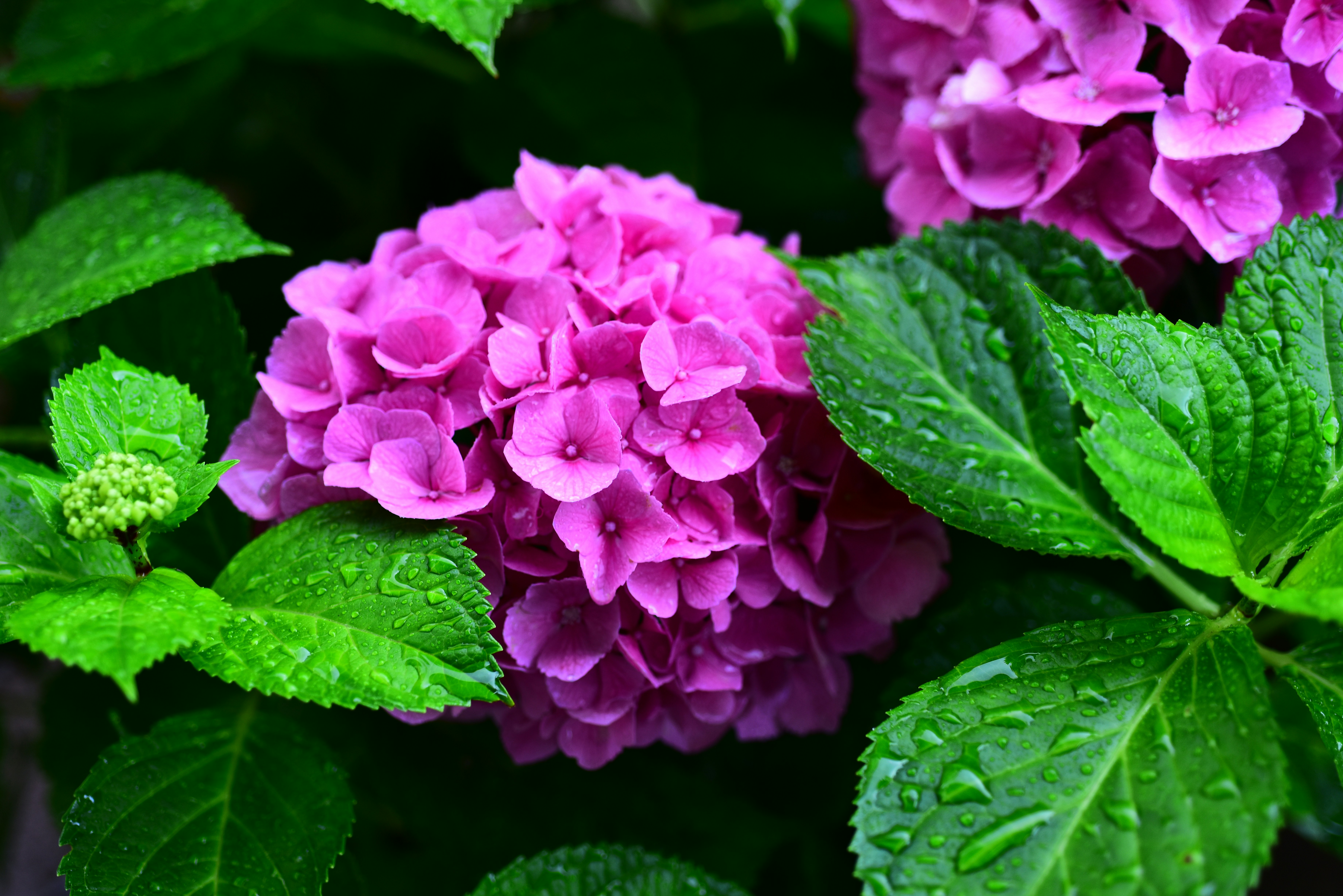Cluster of pink hydrangea flowers surrounded by vibrant green leaves, glistening with raindrops.