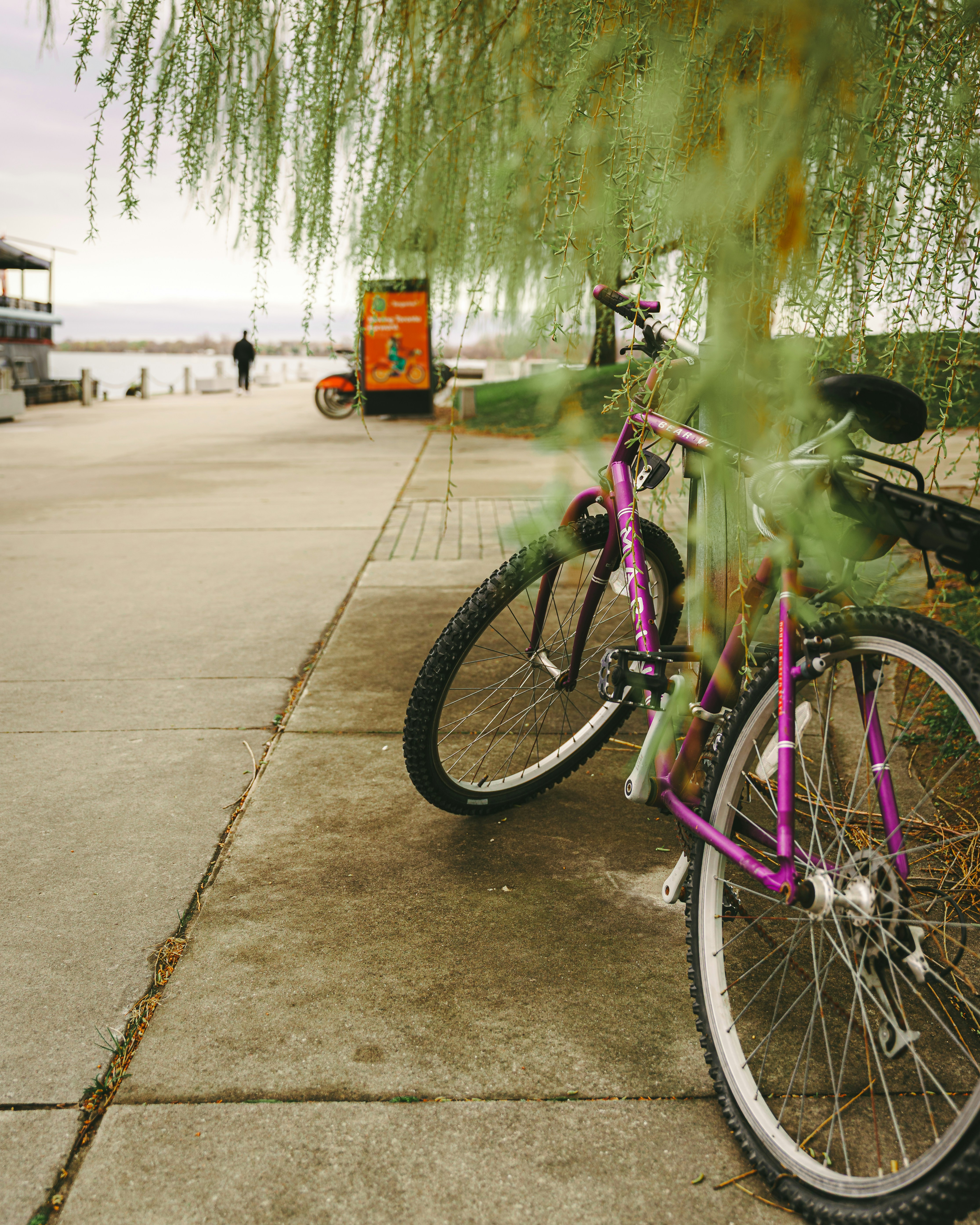 Bike parked on a path at harbour front Toronto. | A purple bicycle is parked under a willow tree.